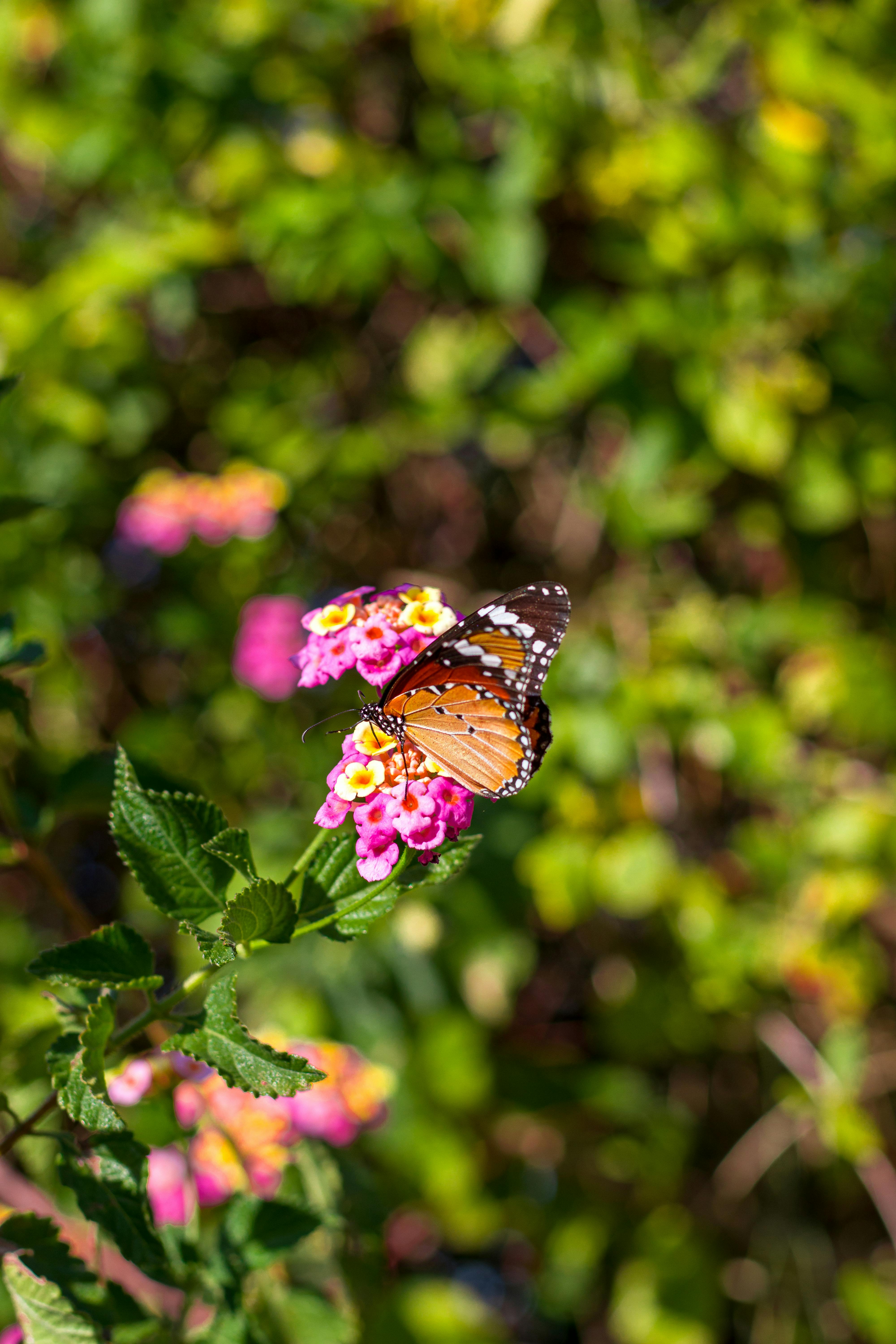 A Close-Up Shot Butterfly Pollinating a Flower · Free Stock Photo