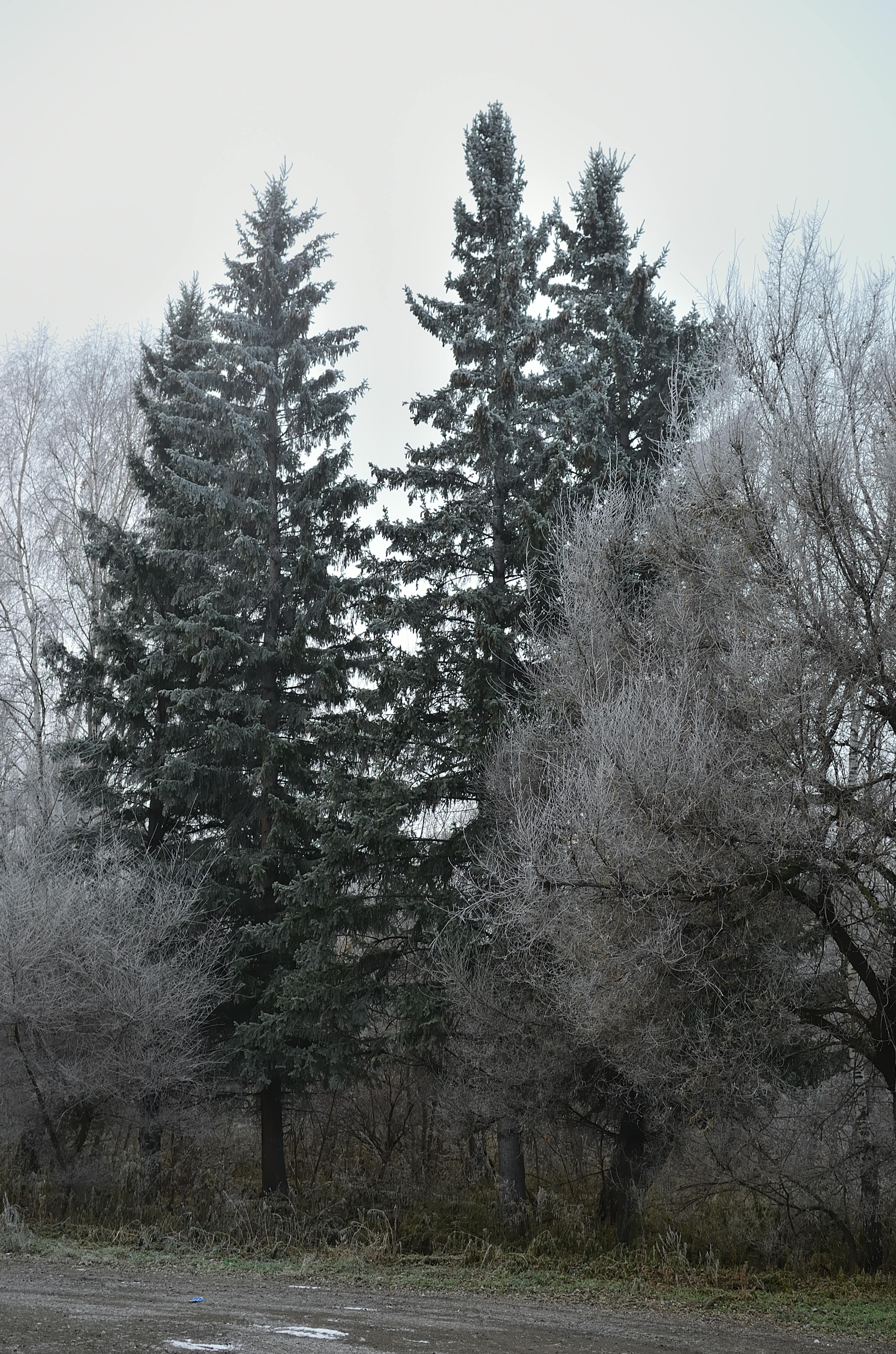 Frosted Trees in Forest · Free Stock Photo