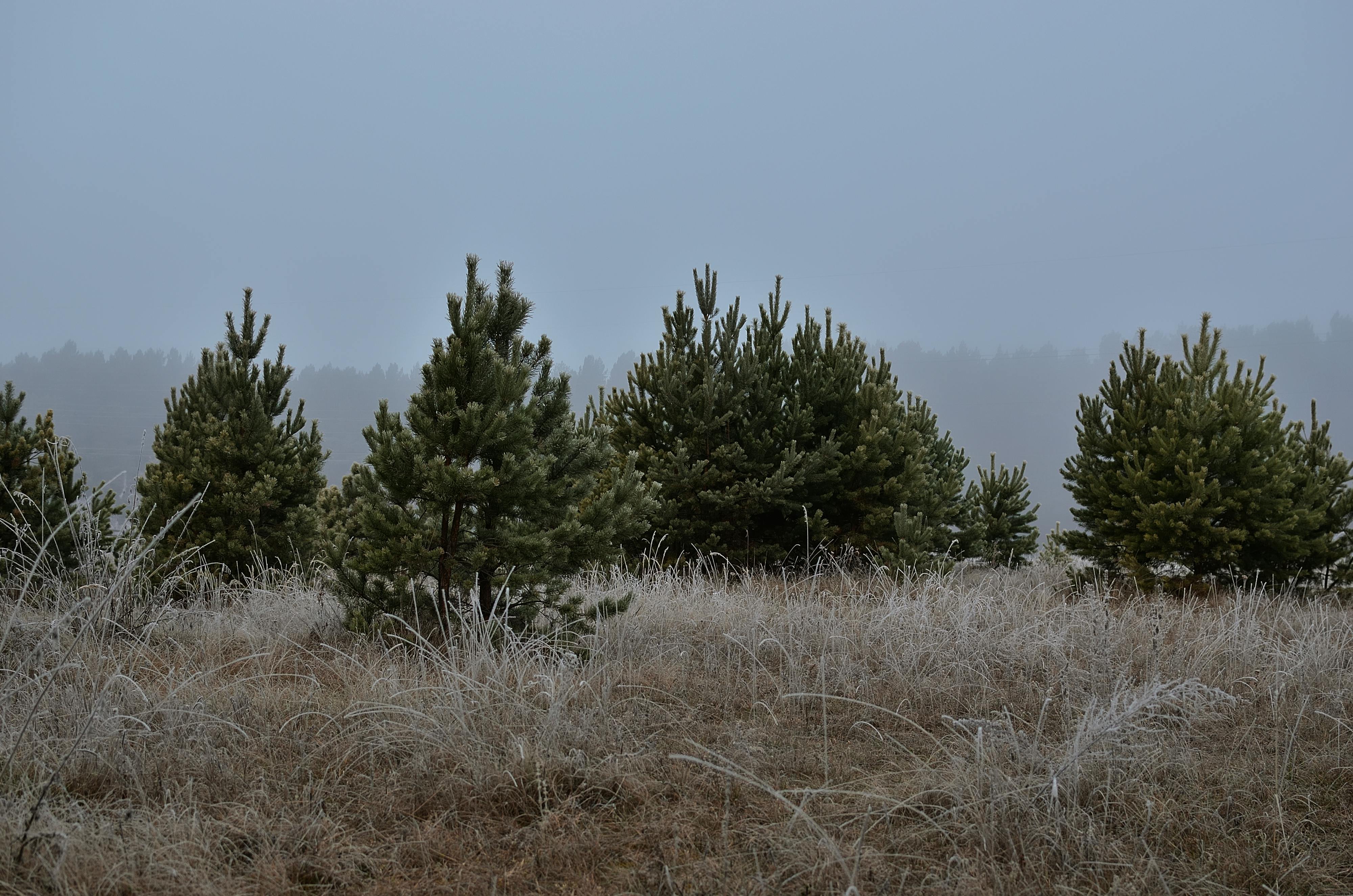Evergreen Trees in the Frost Covered Grass · Free Stock Photo