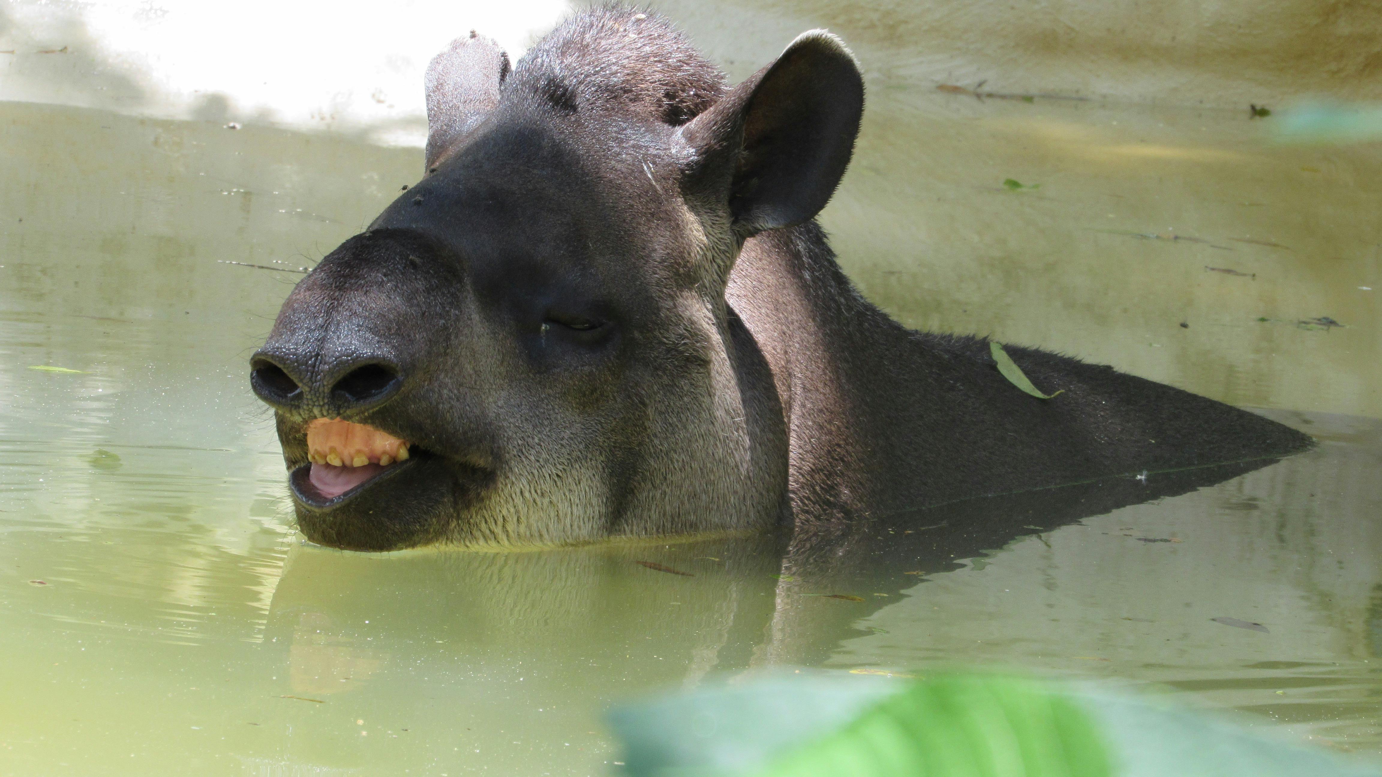 Kostenloses Foto zum Thema: amazonas tapir, baden, bäume, bezaubernd ...