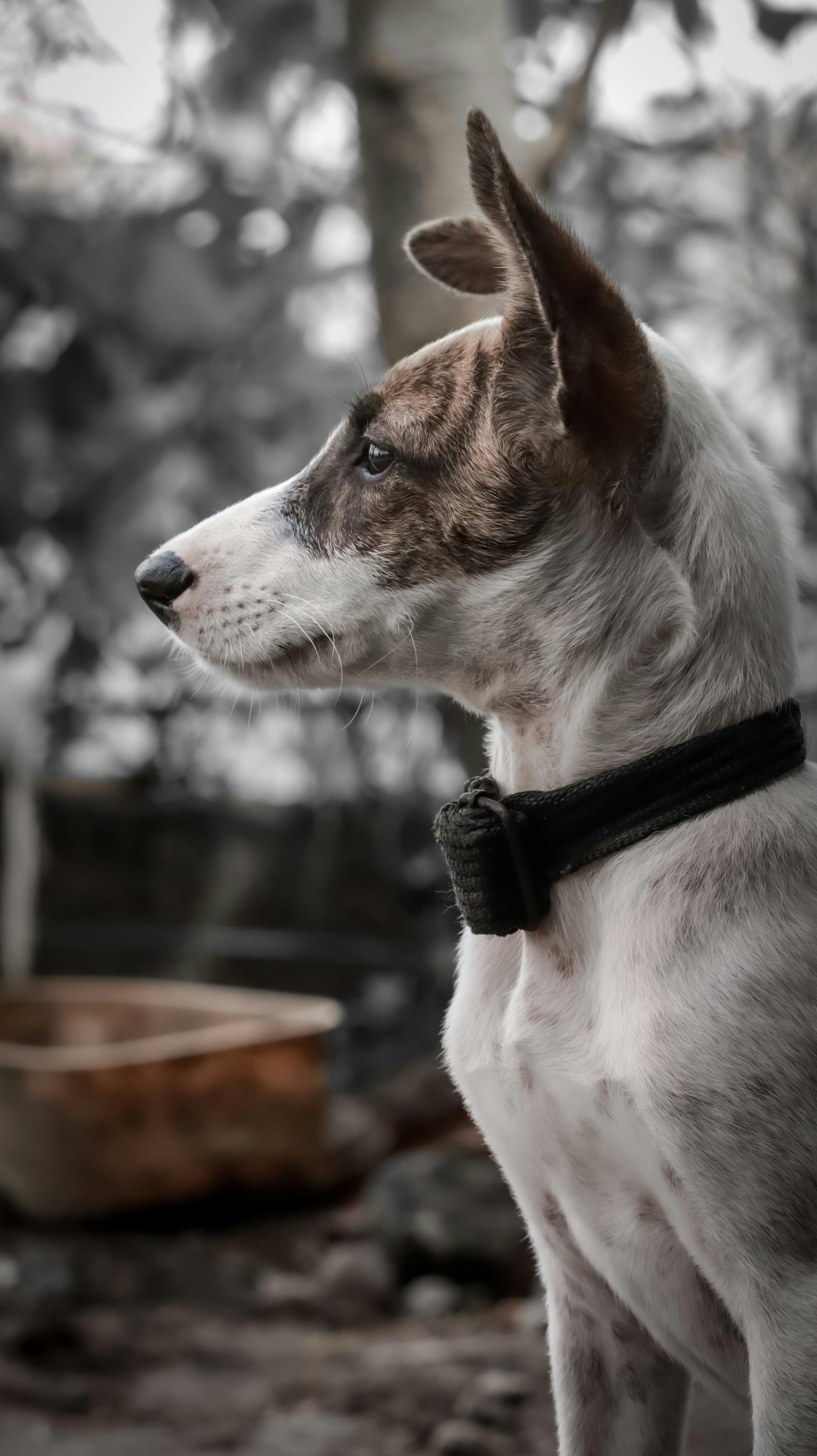 Dog Eating Food · Free Stock Photo