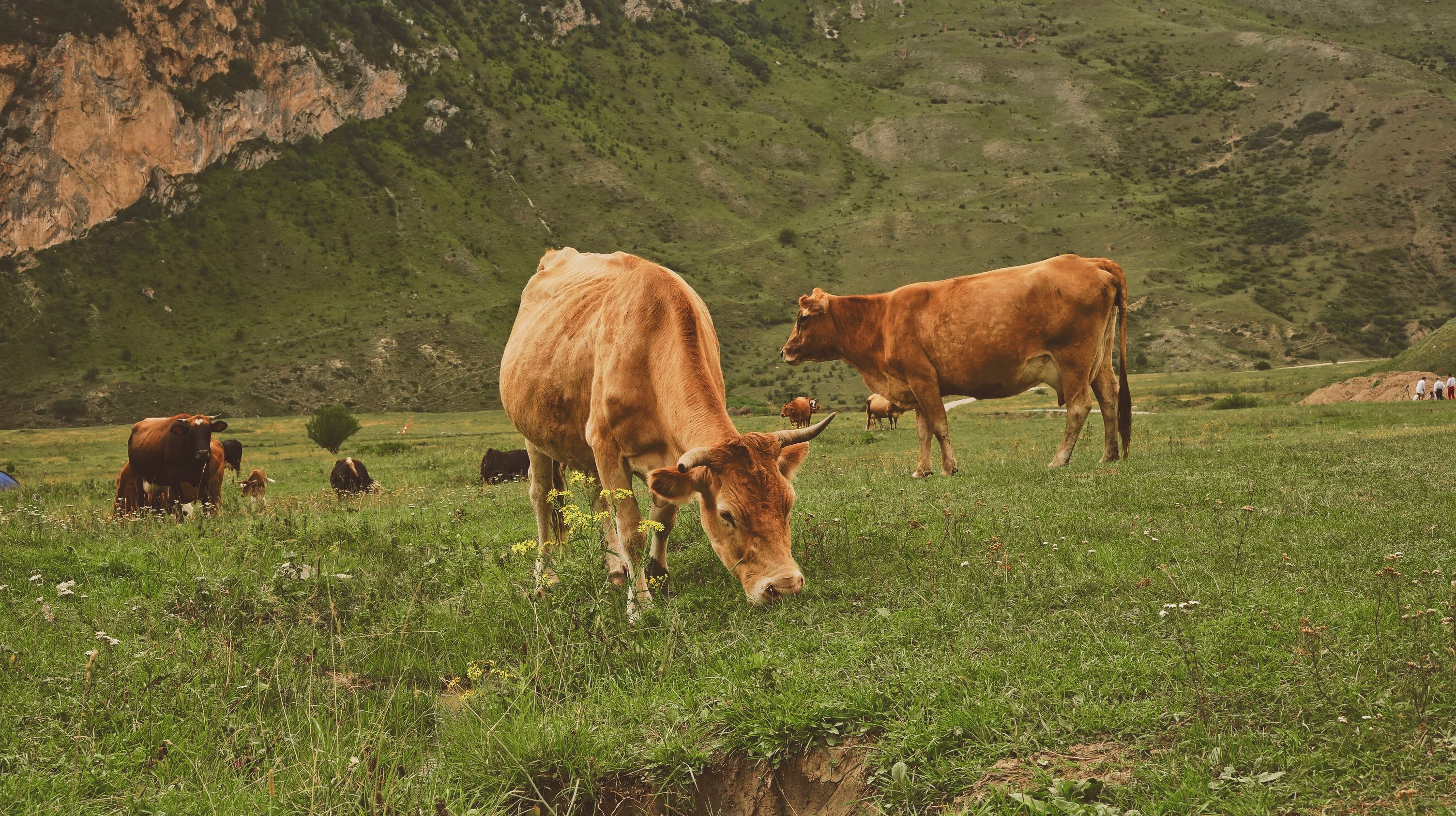 Cows Eating Grass · Free Stock Photo