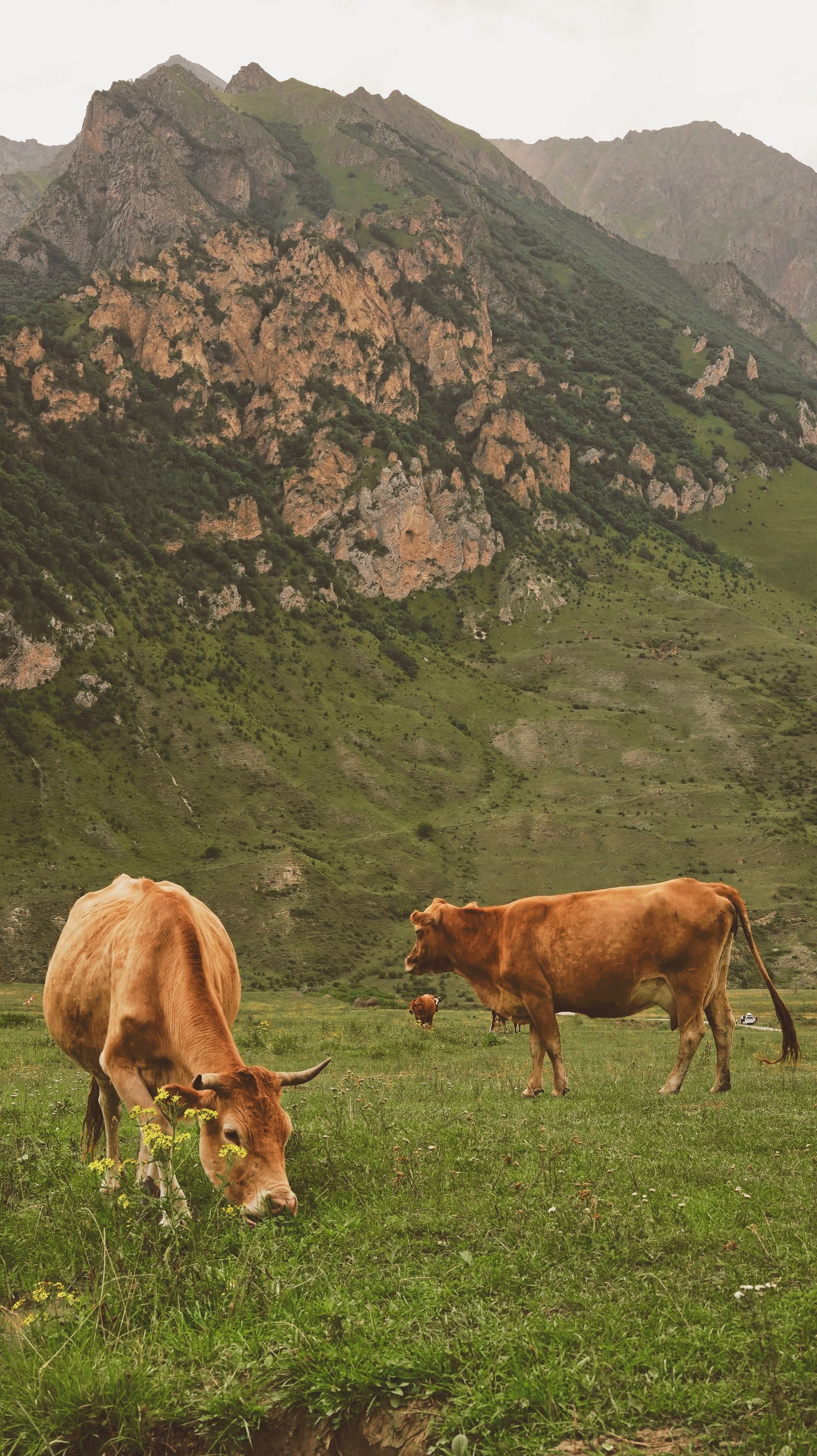 Cow Standing on a Hillside Pasture · Free Stock Photo