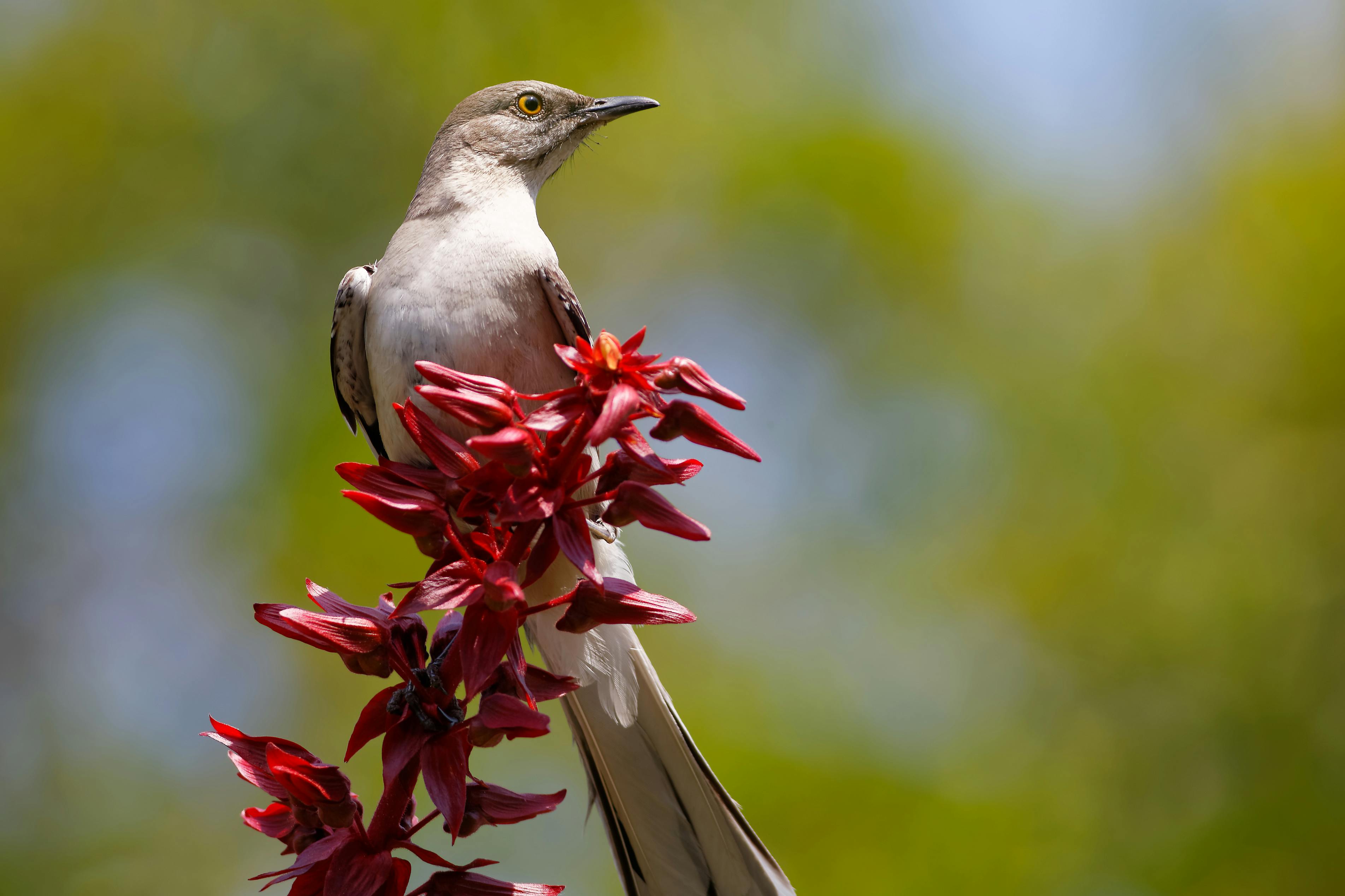 Mcu Mockingbird Photos, Download The BEST Free Mcu Mockingbird Stock ...