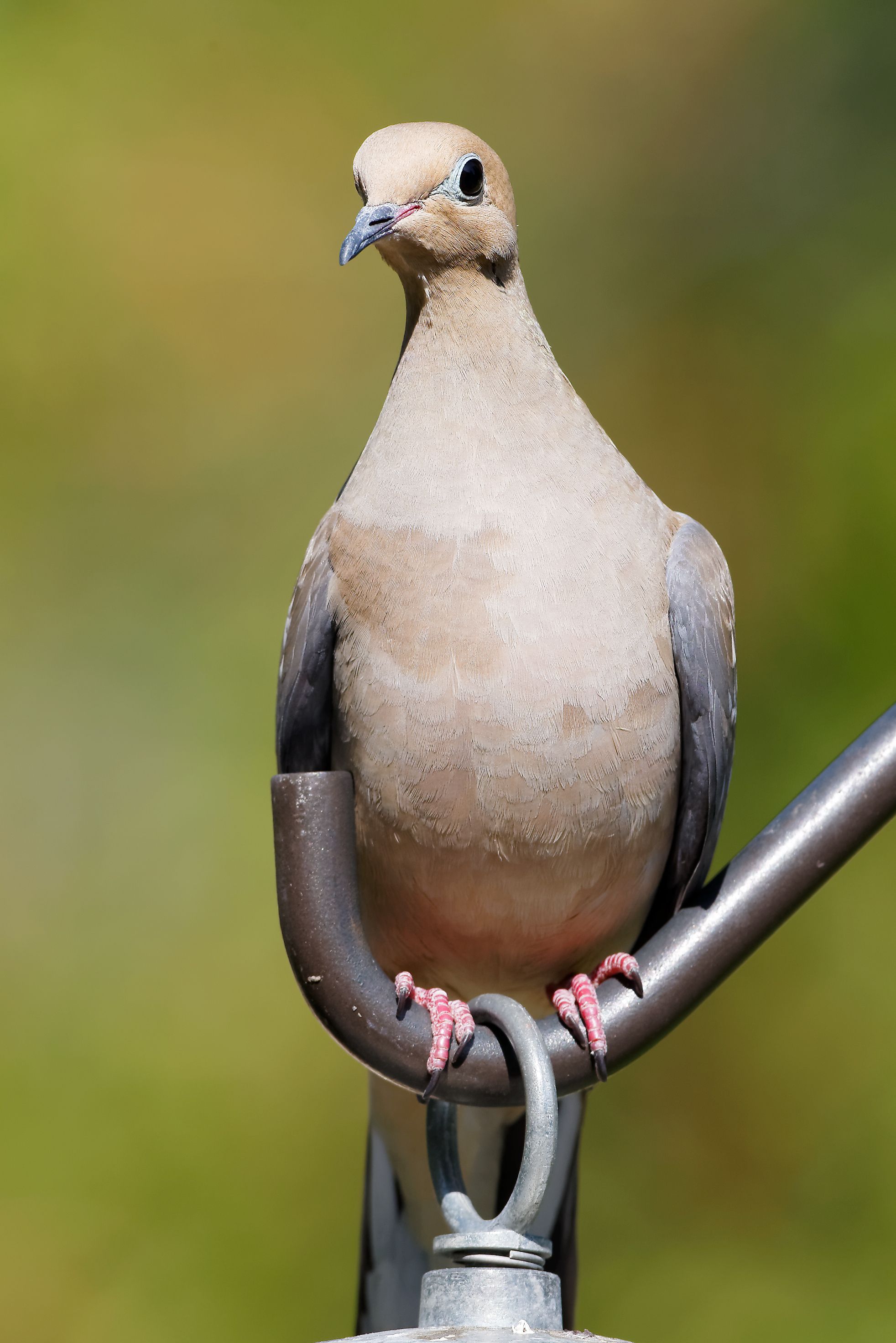 Close-Up Shot of a Mourning Dove · Free Stock Photo