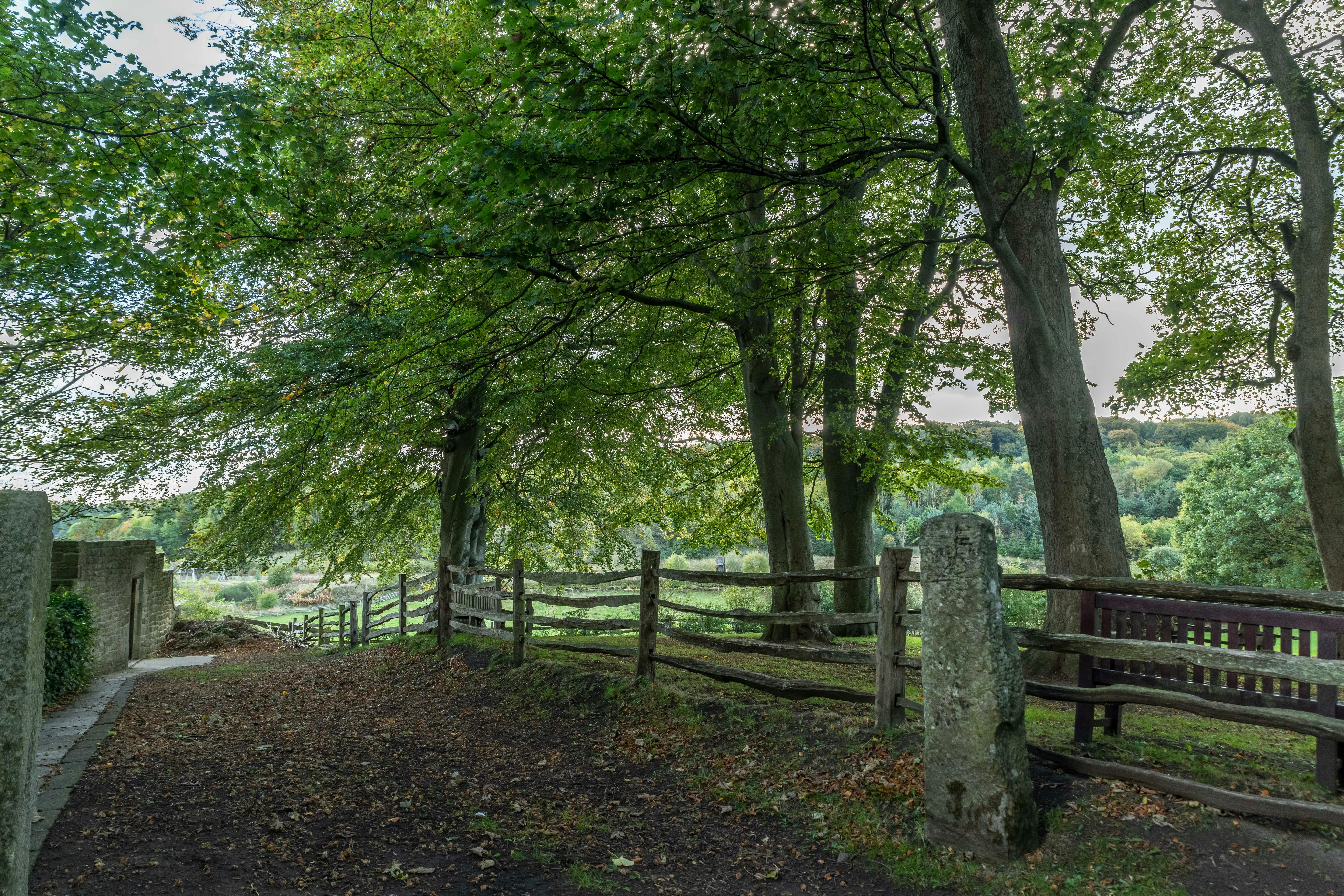 Unpaved Pathway under Trees · Free Stock Photo