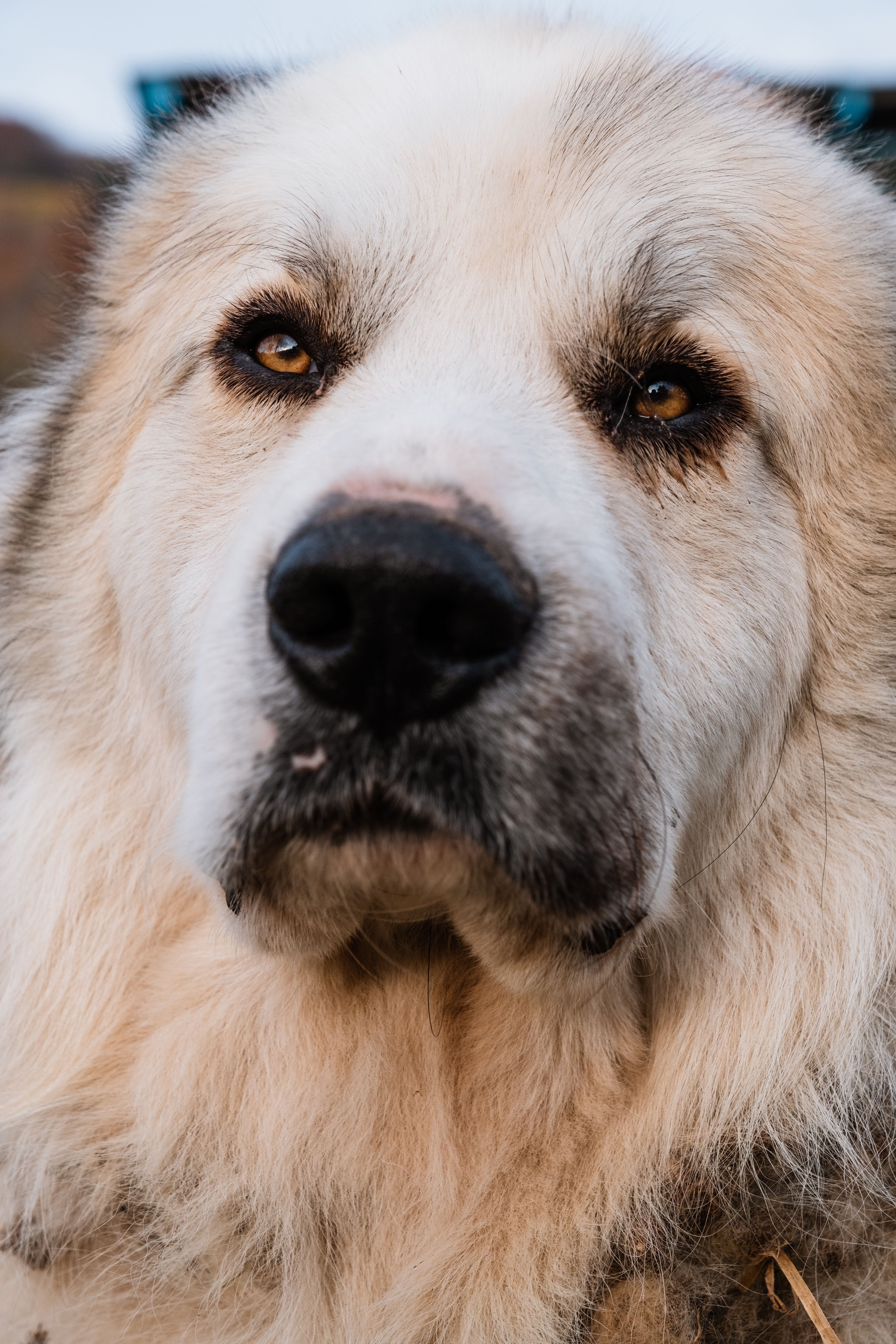 Great Pyrenees Dog Photos, Download The BEST Free Great Pyrenees Dog ...