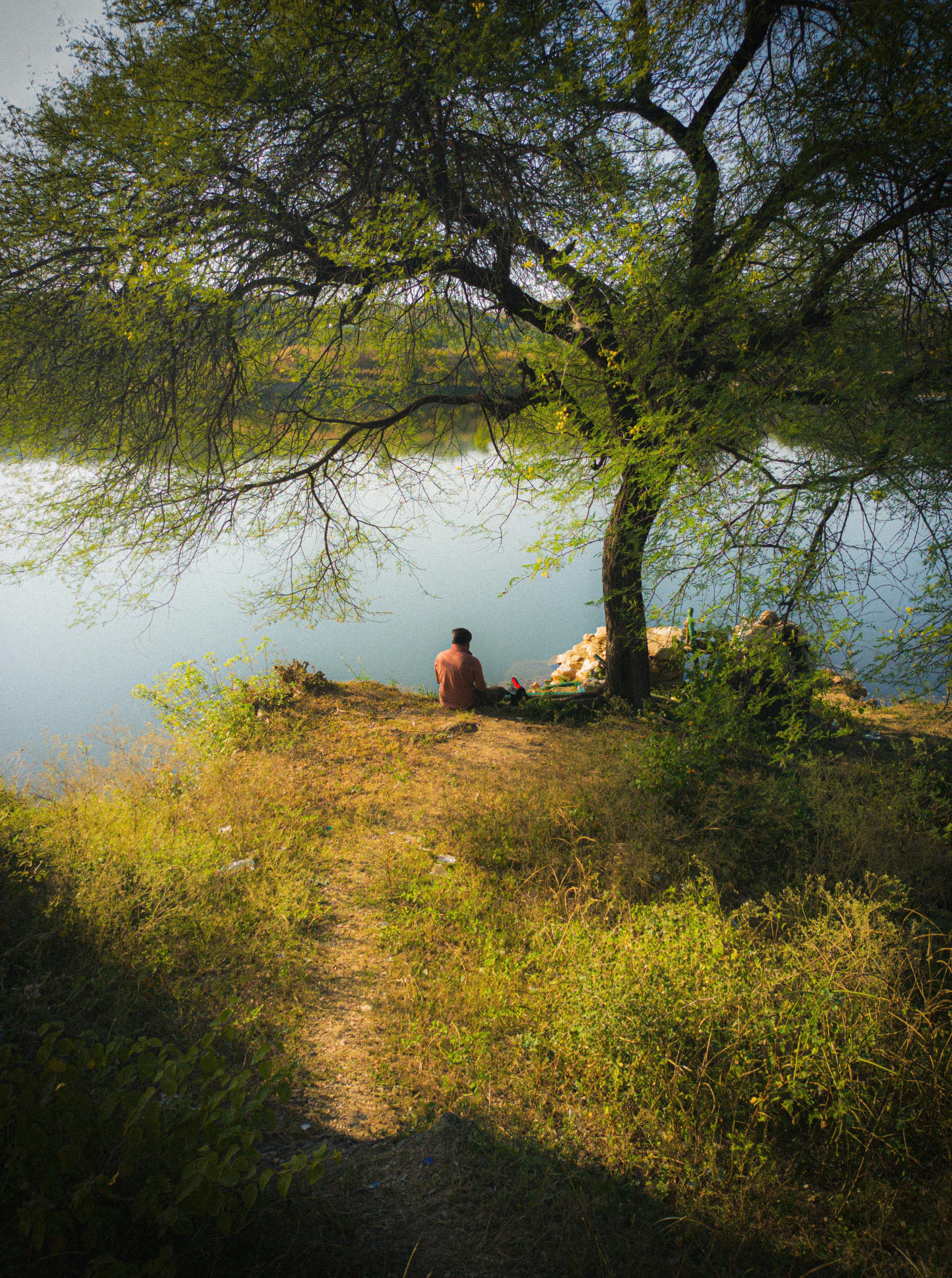 Calm Tree Photos, Download Free Calm Tree Stock Photos & HD Images