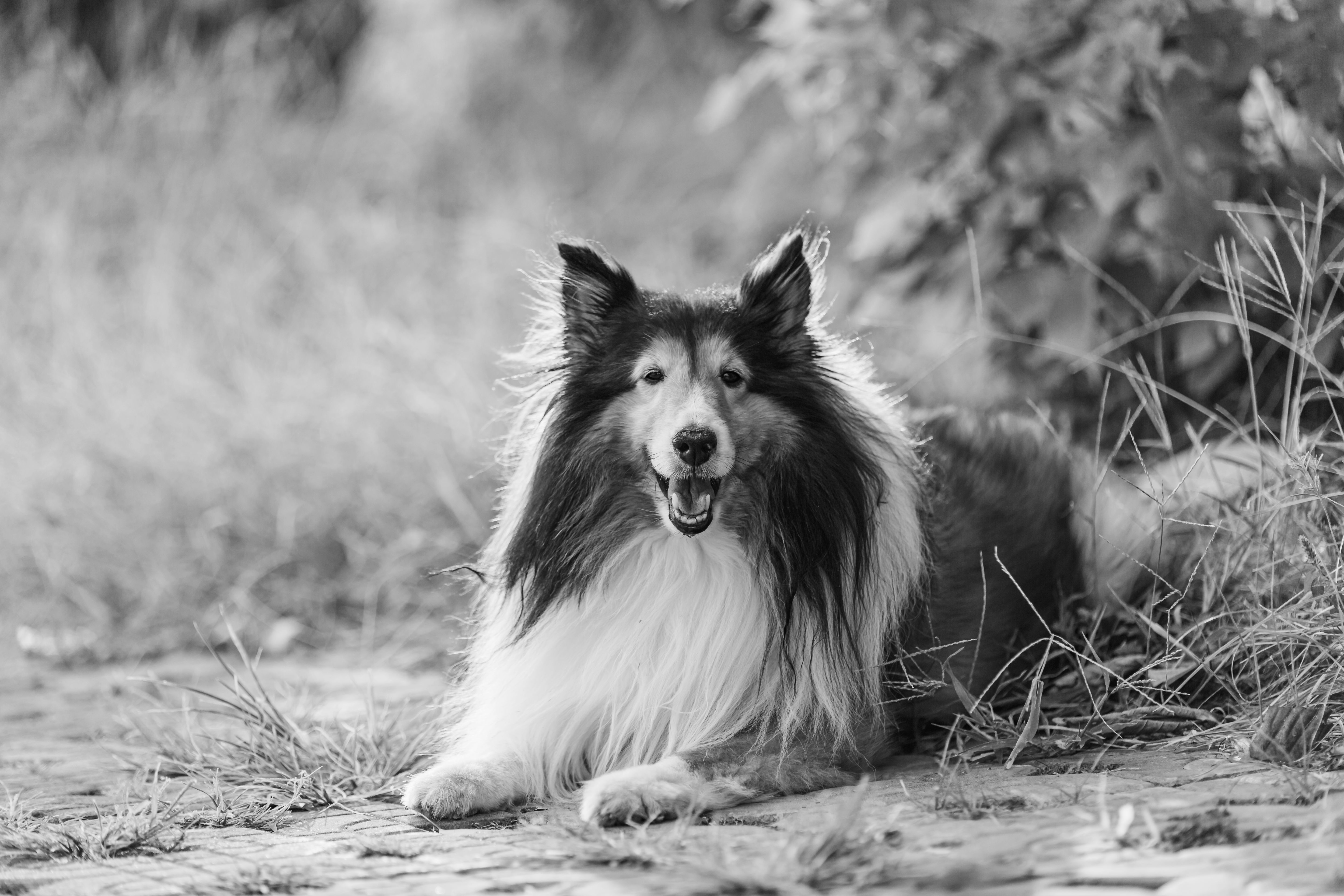 Puppy Cam Photos, Download Free Puppy Cam Stock Photos & HD Images