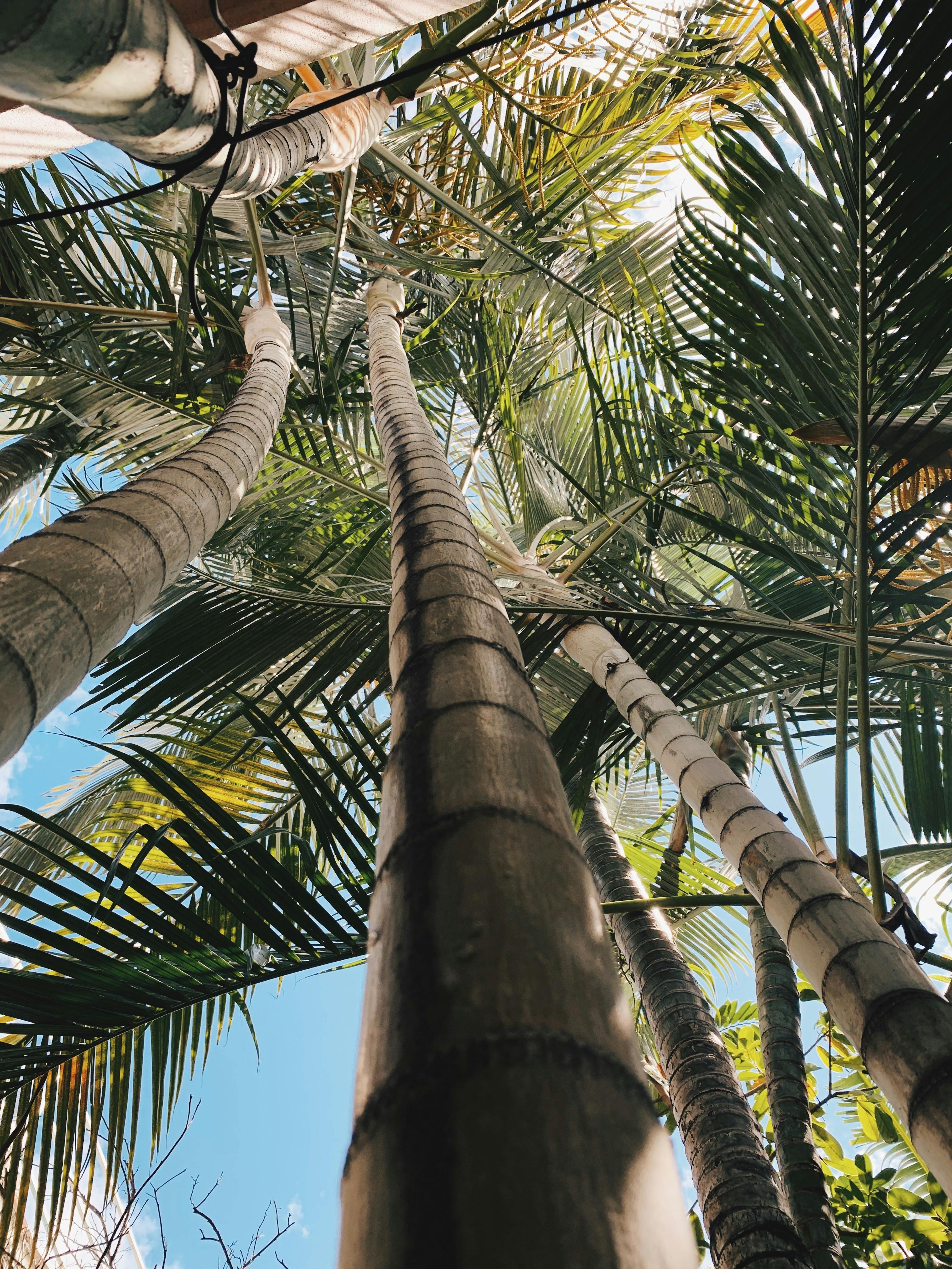 Low Angle Photography of Coconut Tree · Free Stock Photo