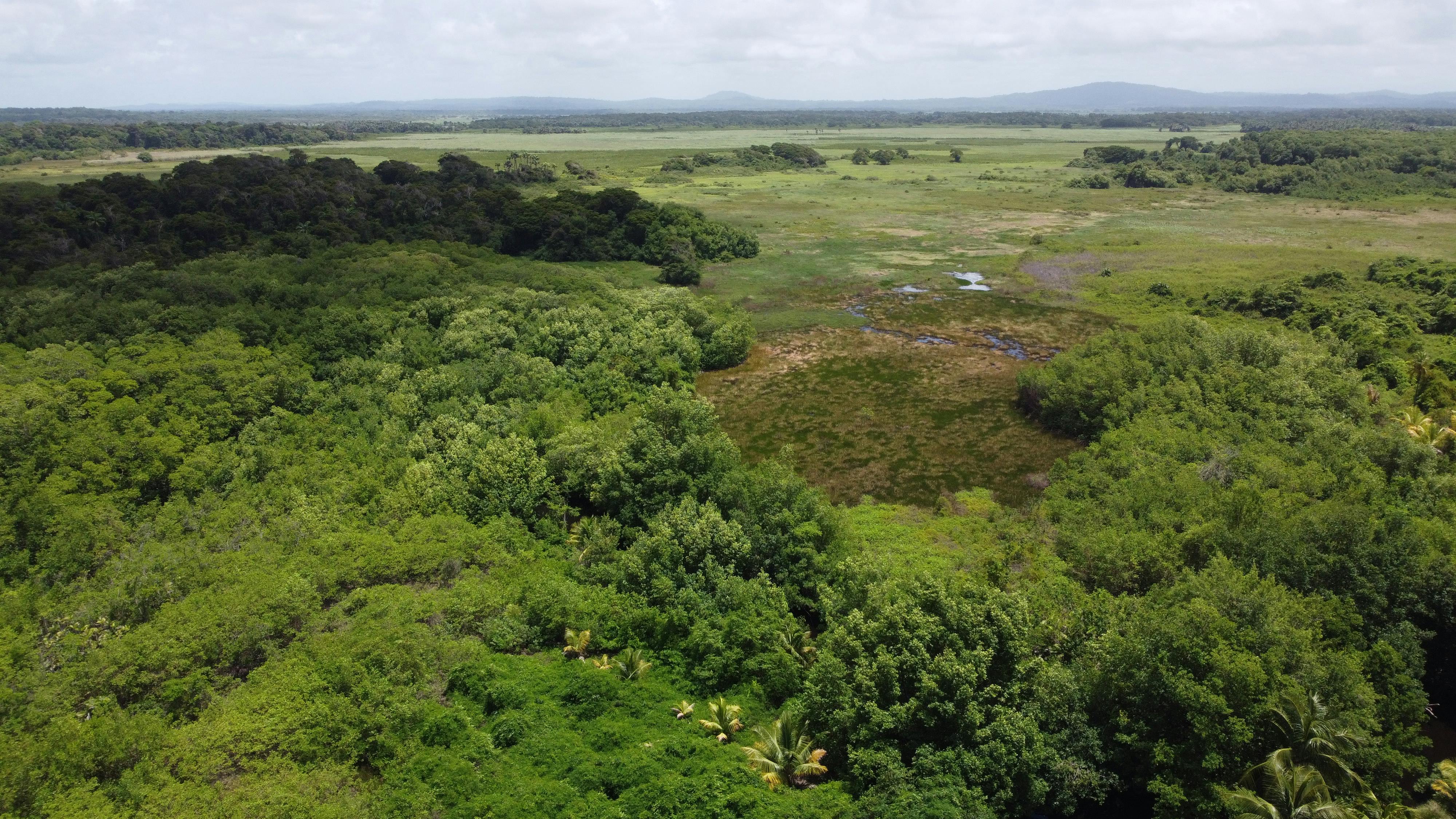 Coniferous Trees on a Field · Free Stock Photo