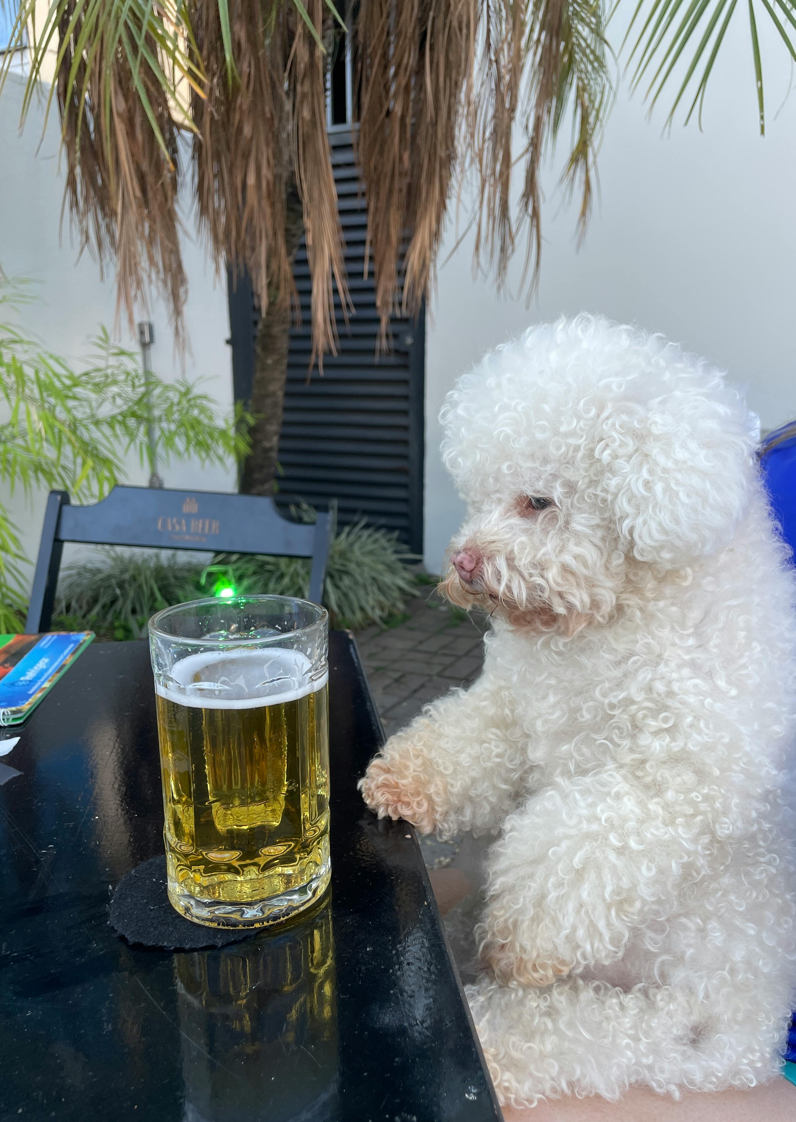 Dog And Beer Photos, Download The BEST Free Dog And Beer Stock Photos ...