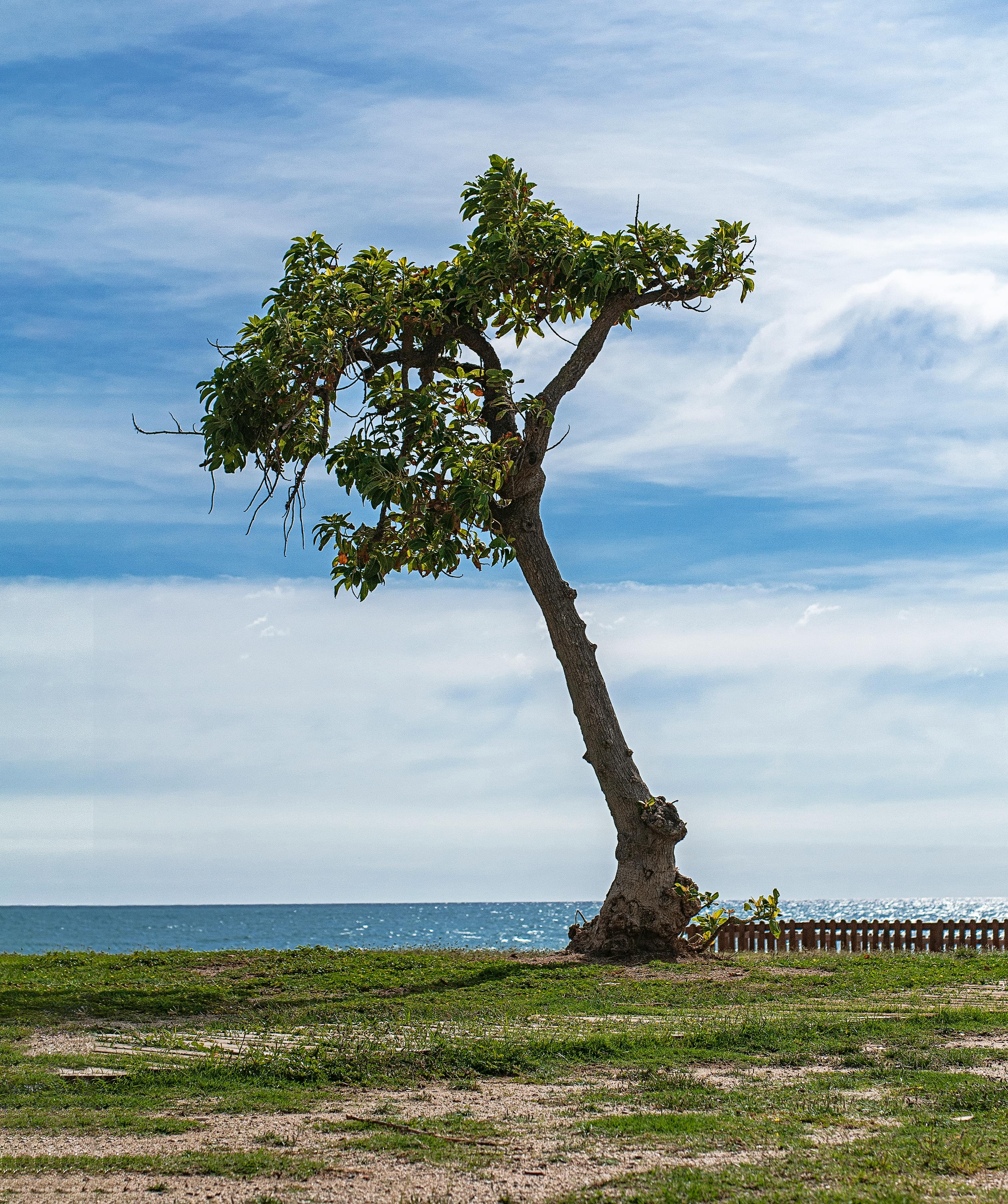 Green Tree Near the Sea · Free Stock Photo