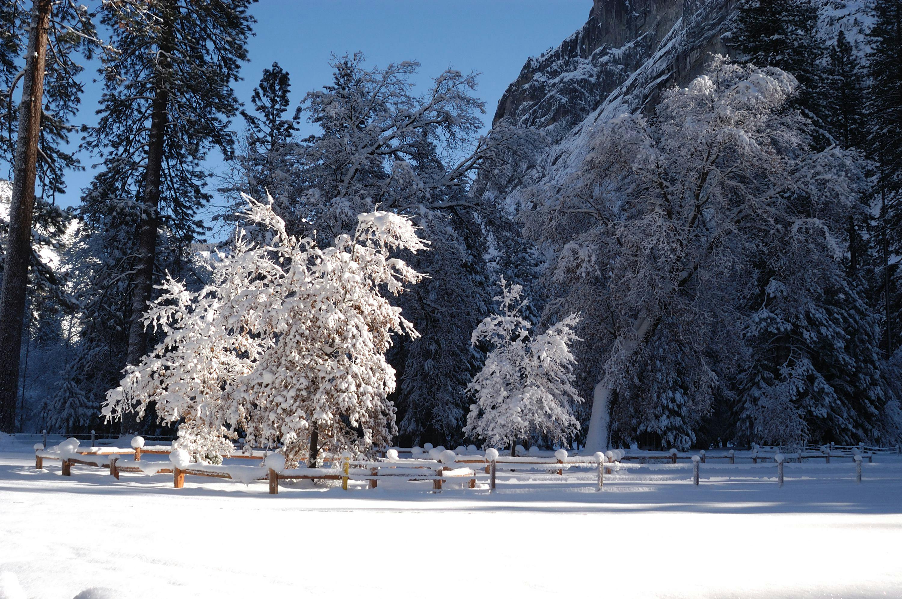 Snow Capped Mountains and Trees · Free Stock Photo