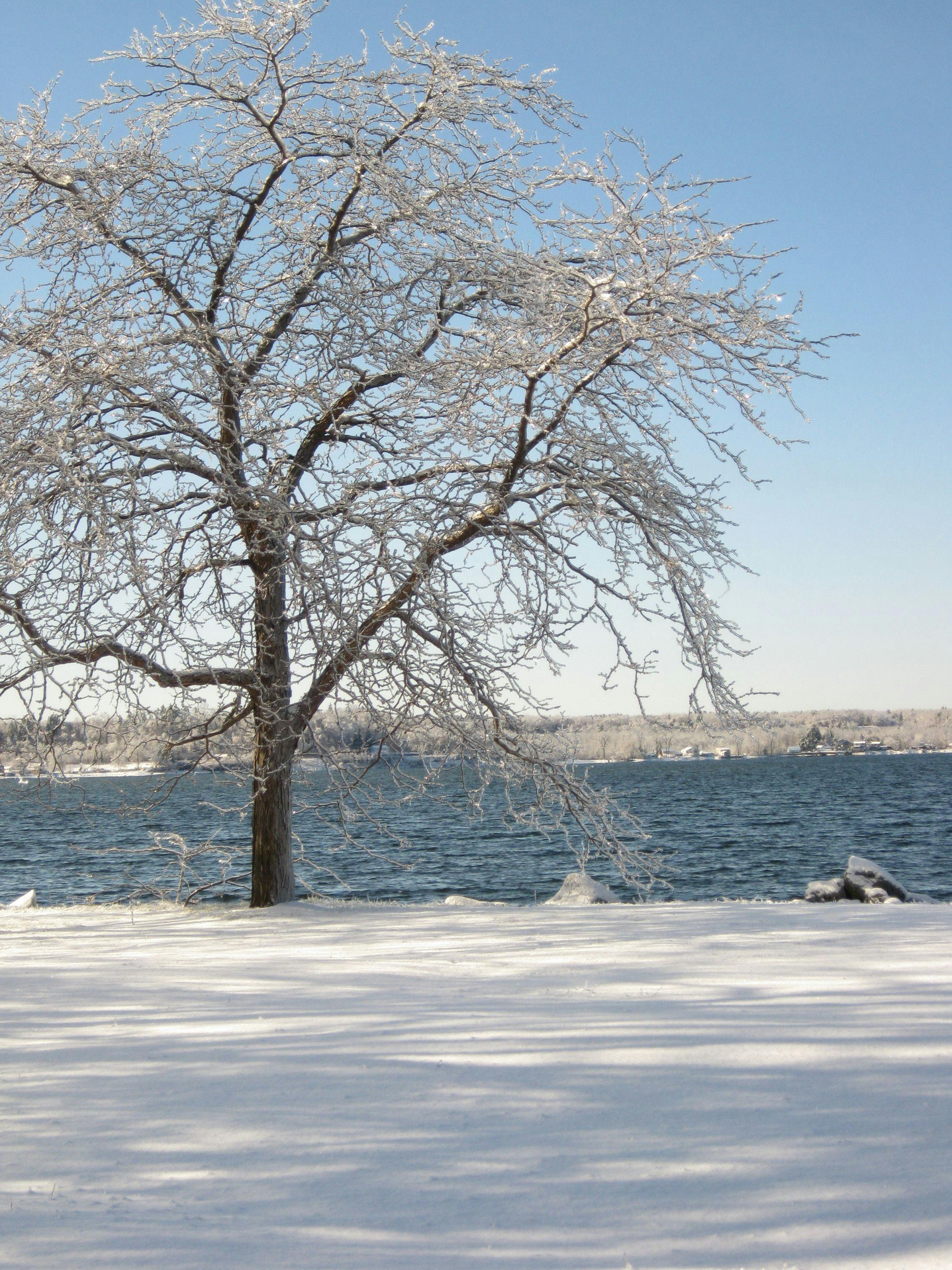 Photo of Trees in Winter · Free Stock Photo