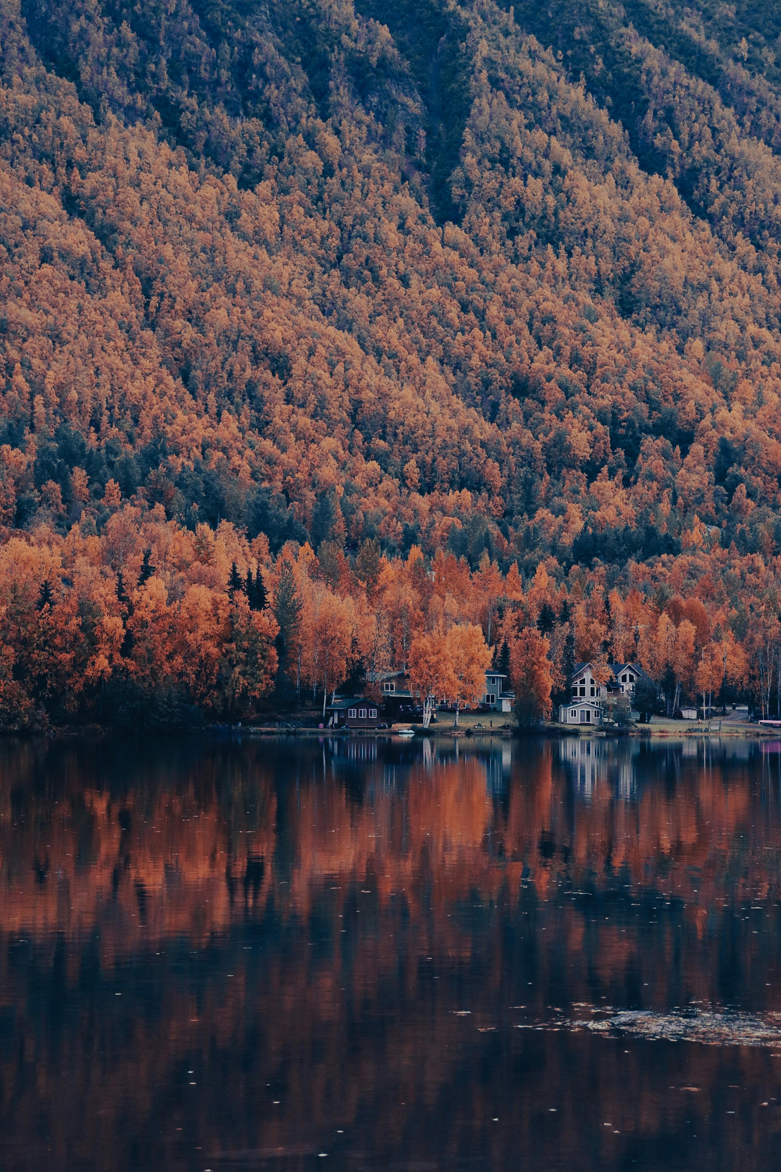 Coniferous Trees by the Lake in Autumn · Free Stock Photo