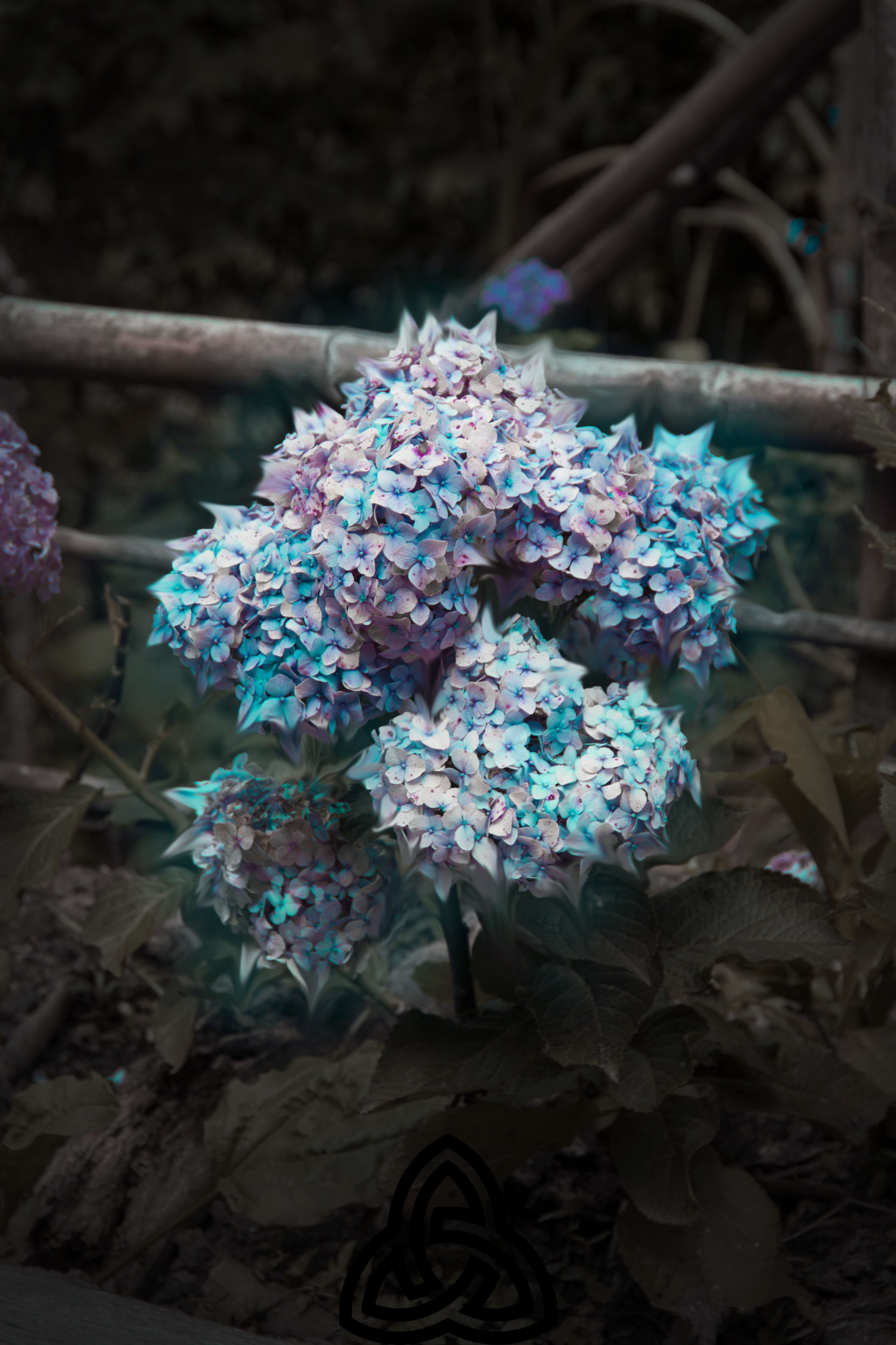 Hydrogens Flowers Paining Photos, Download The BEST Free Hydrogens ...