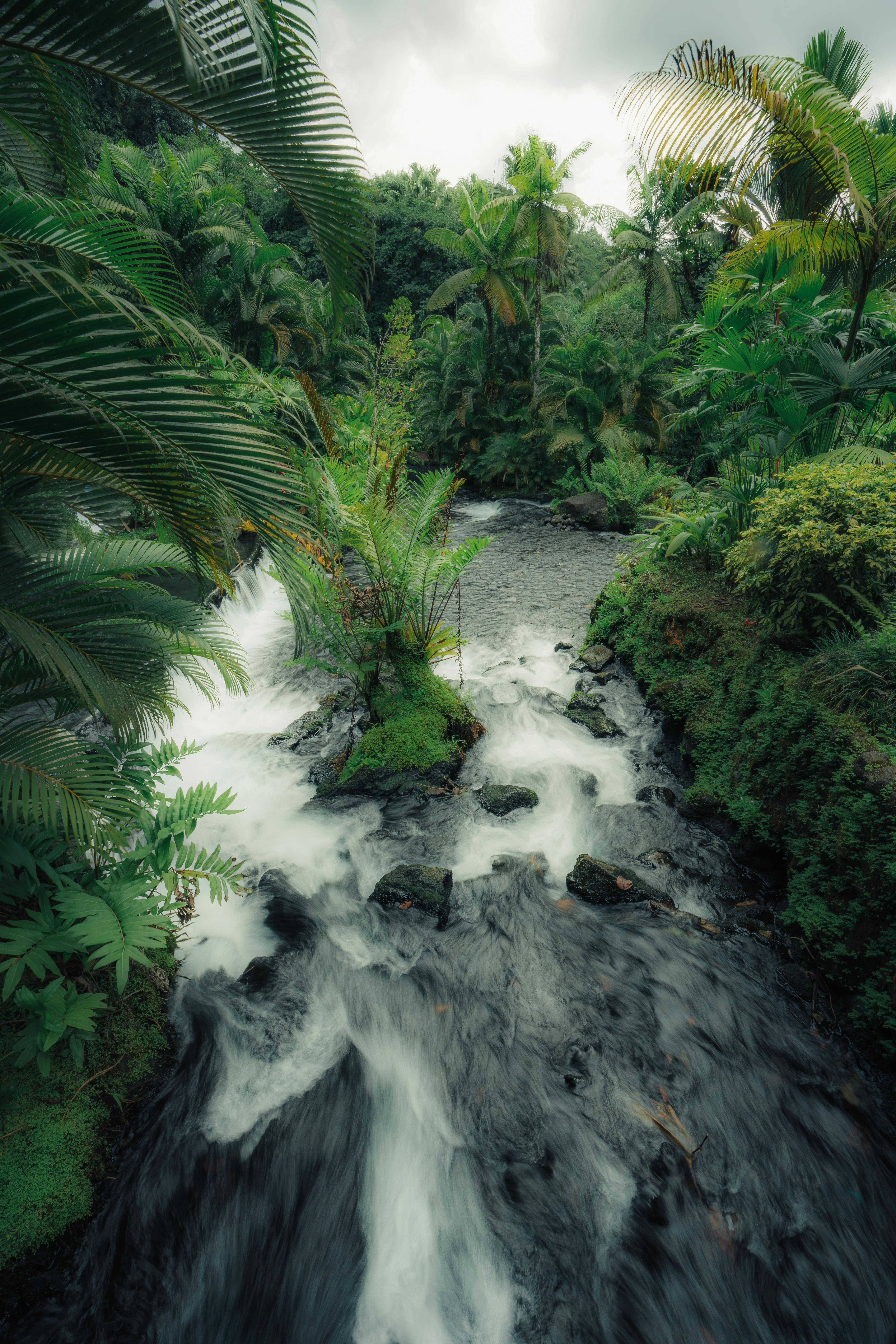 Green Trees Near River · Free Stock Photo