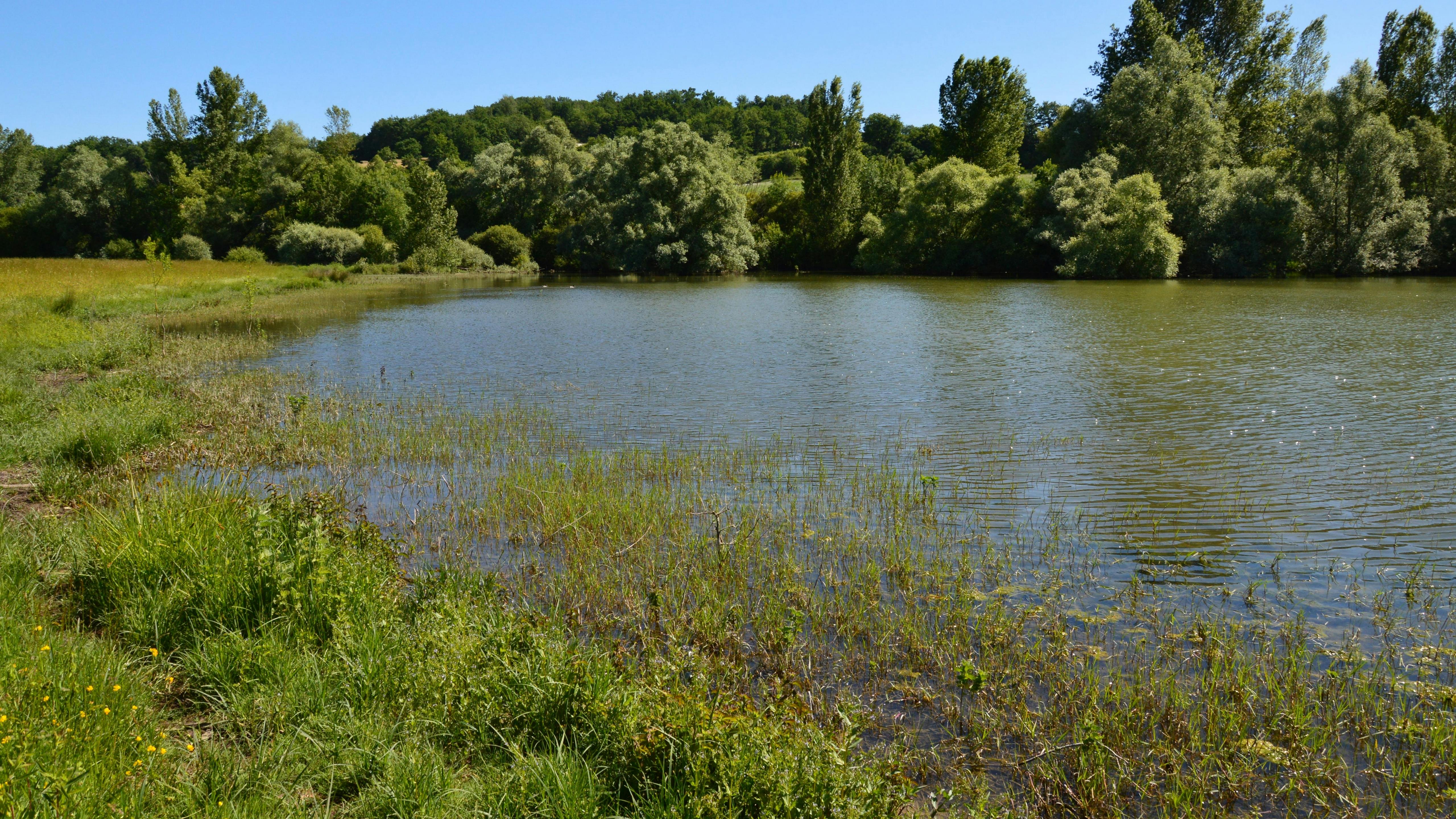 Rushes and Trees around Lake · Free Stock Photo