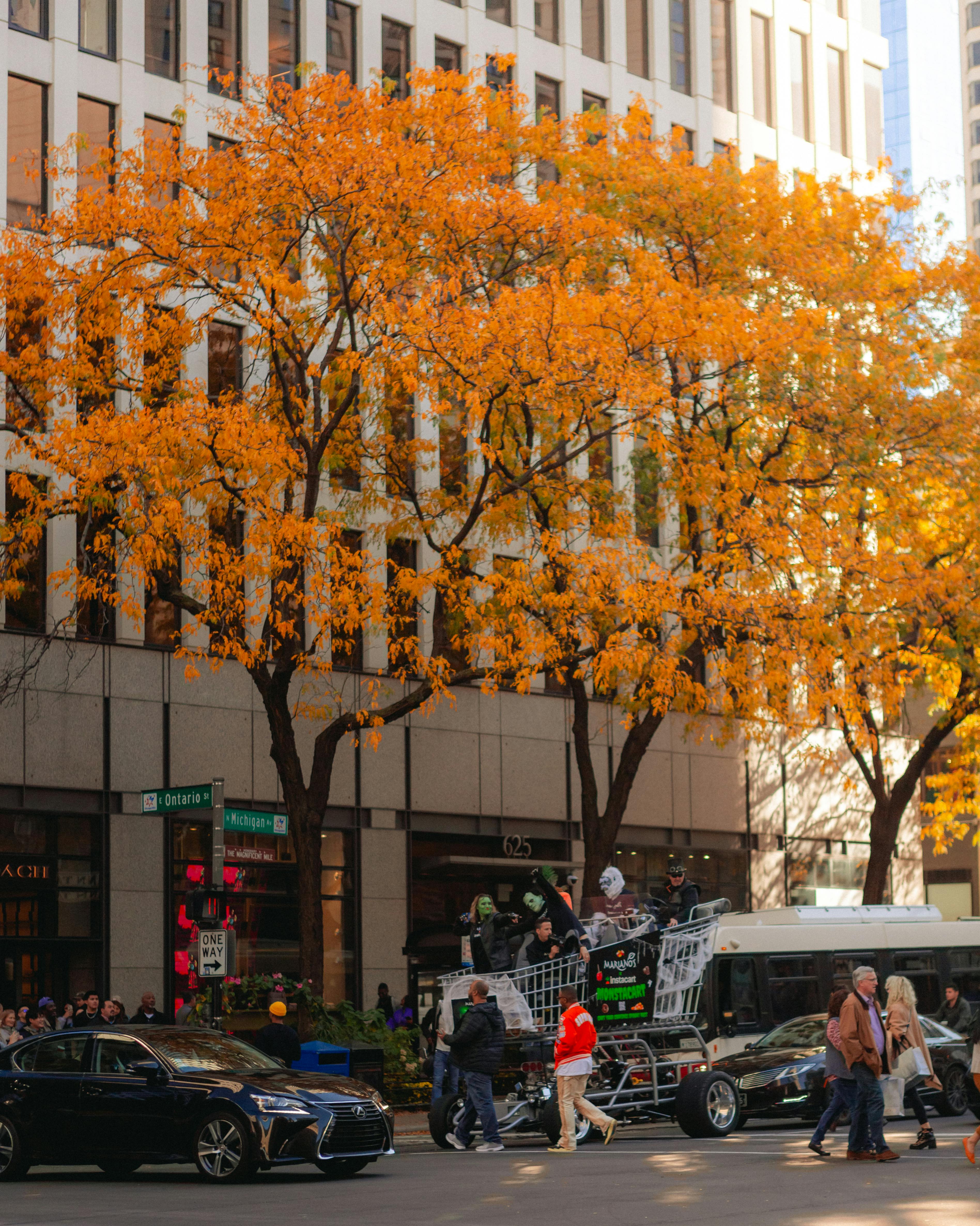 Lemon Tree Growing behind Street Sign · Free Stock Photo