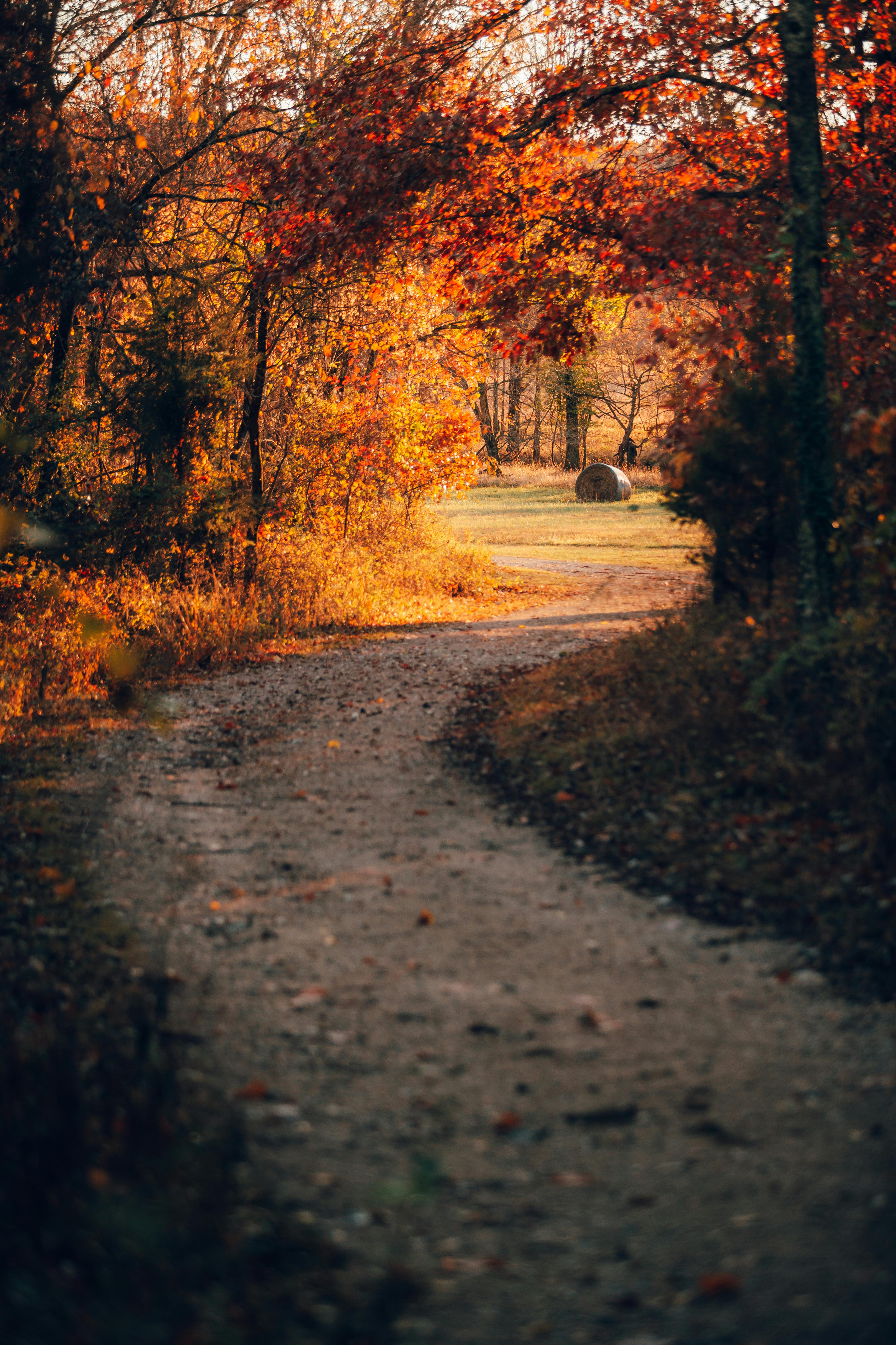 An Unpaved Pathway during Fall · Free Stock Photo