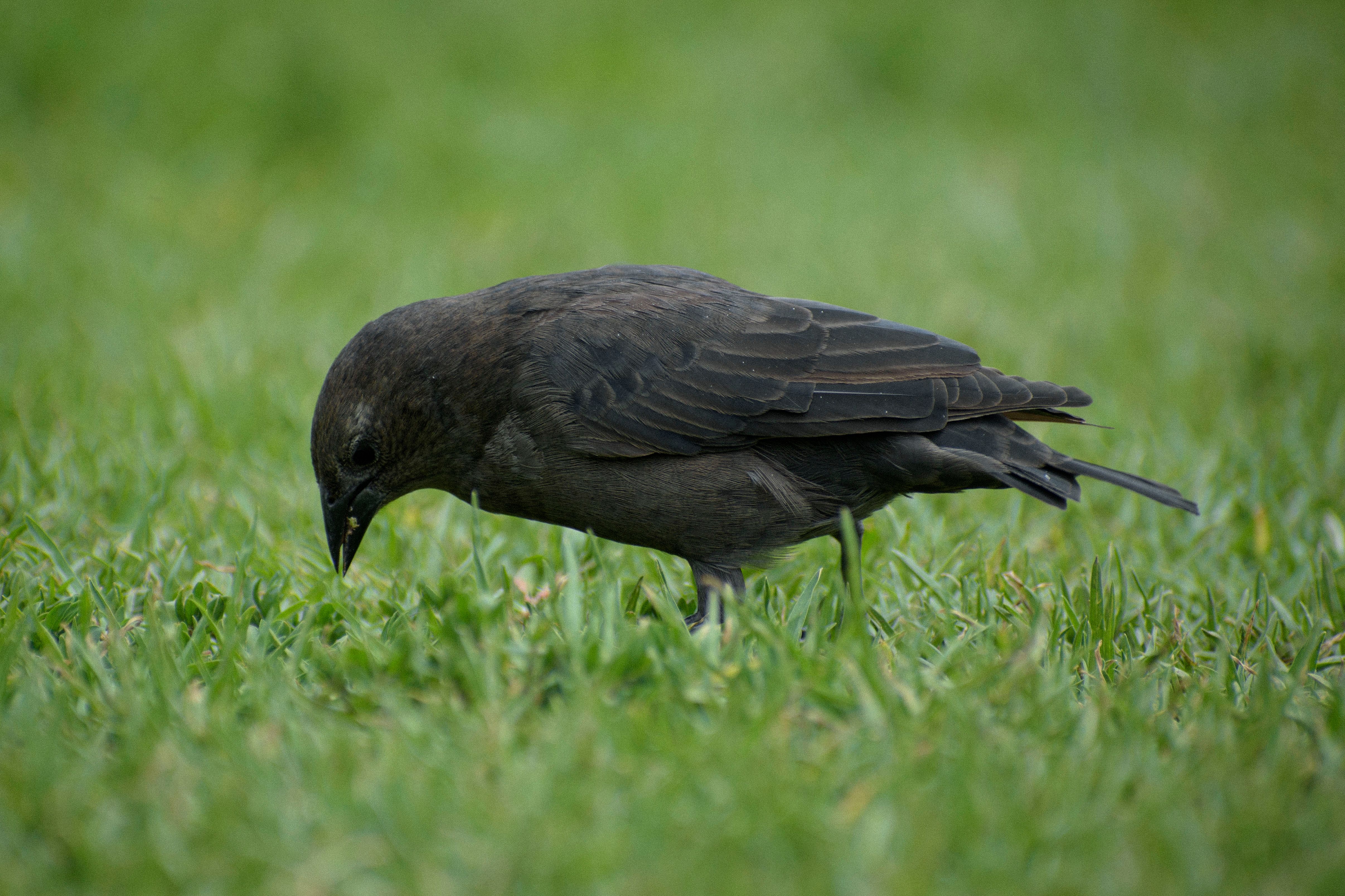 Bird On Grass Photos, Download The BEST Free Bird On Grass Stock Photos ...
