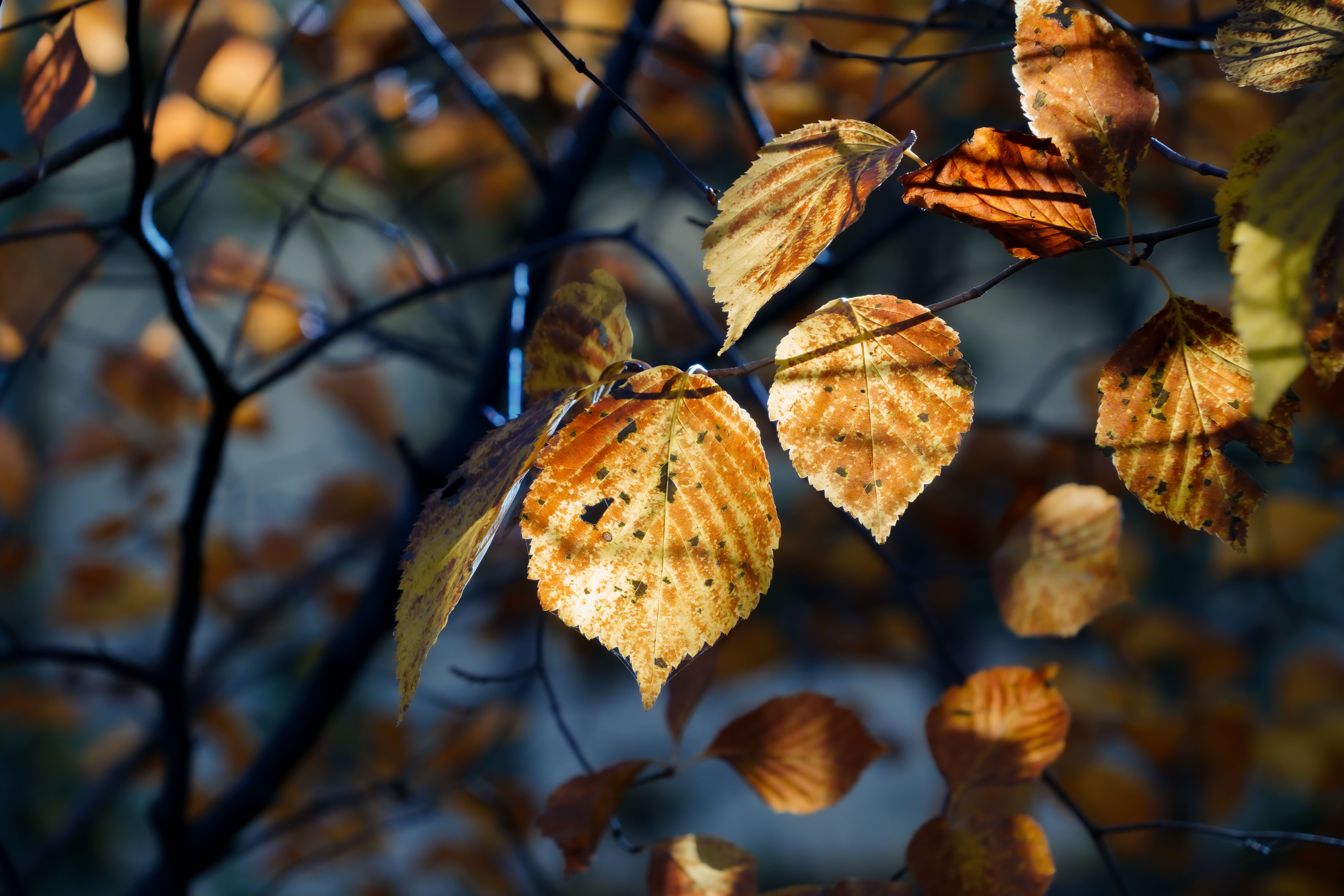 Brown Leaves of a Tree · Free Stock Photo