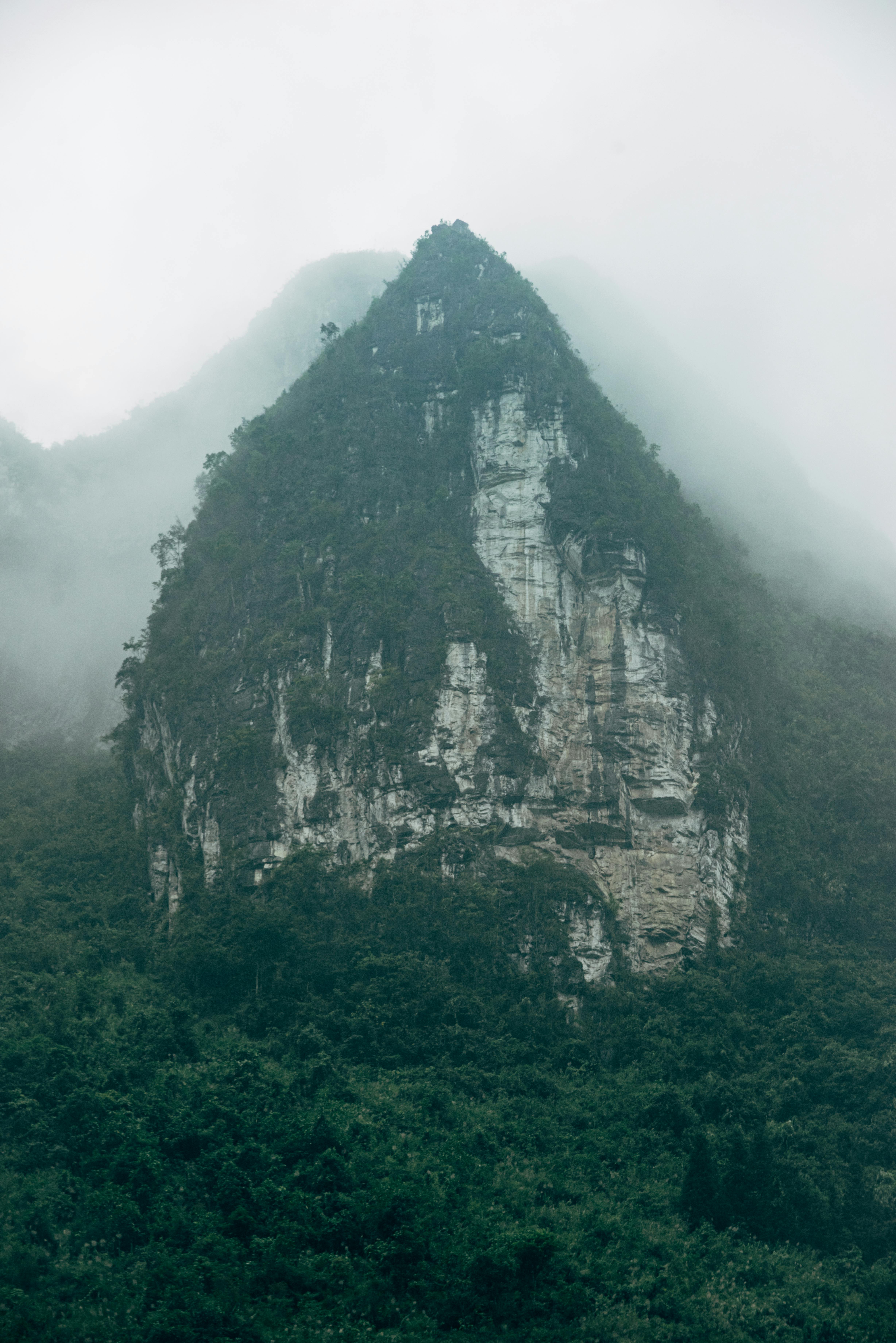 Forest Hidden in Mist · Free Stock Photo