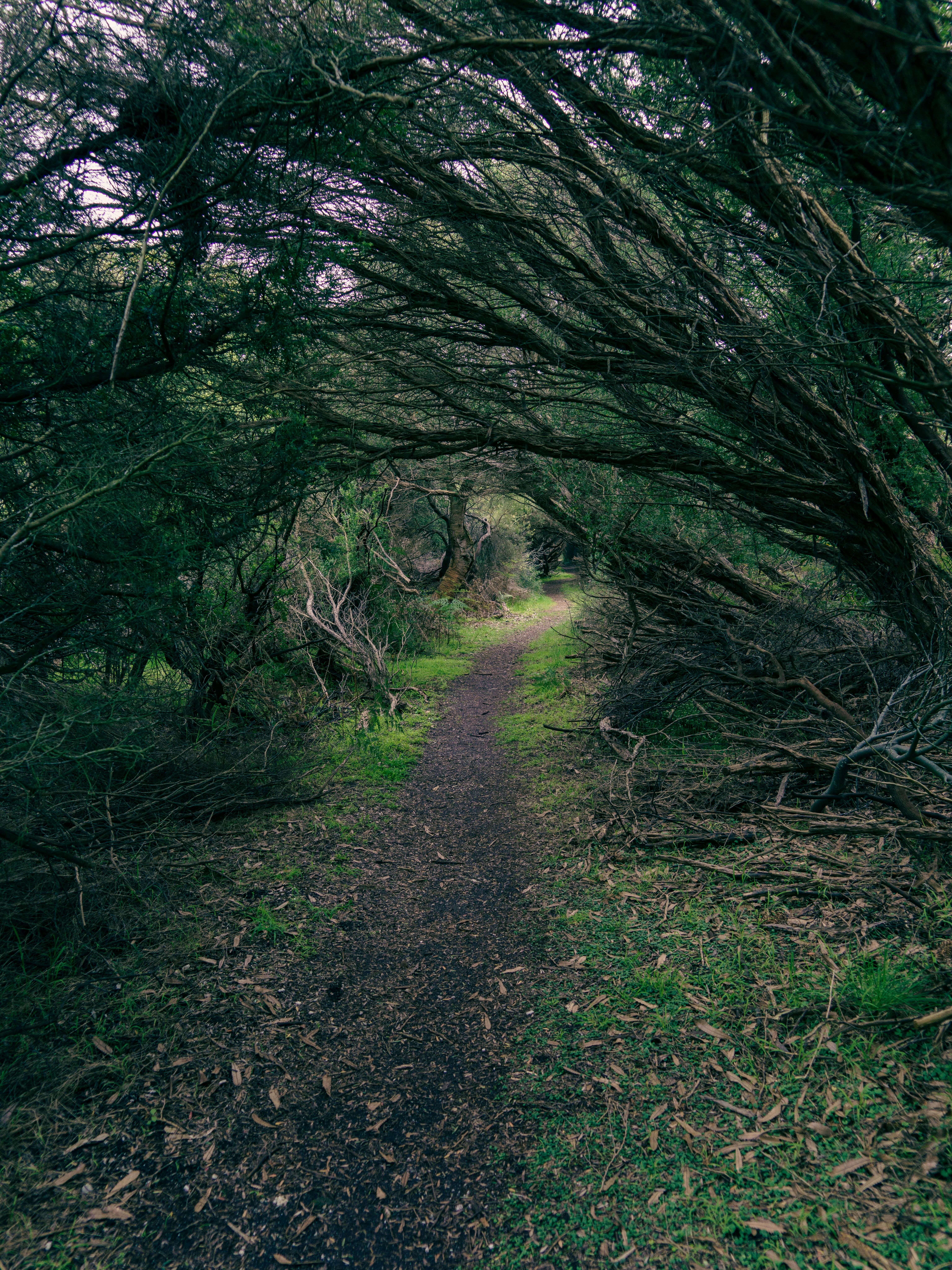 A Pathway in a Forest · Free Stock Photo