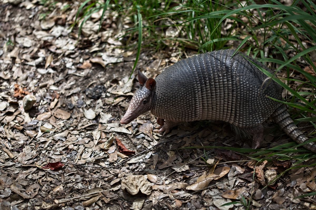 Do Armadillos Attack Dogs? They're Usually Just Defensive