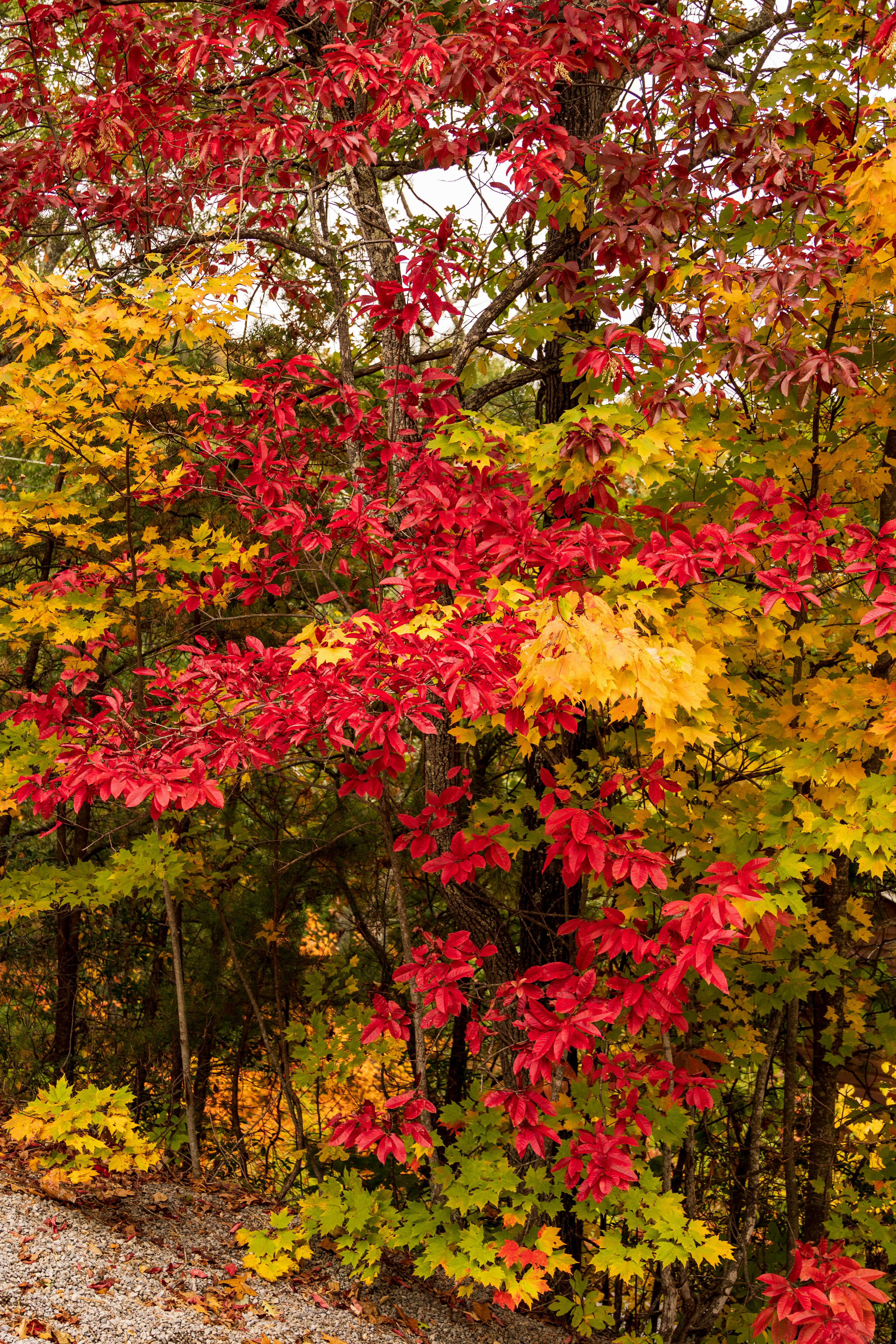 Trees in Autumn Colors · Free Stock Photo