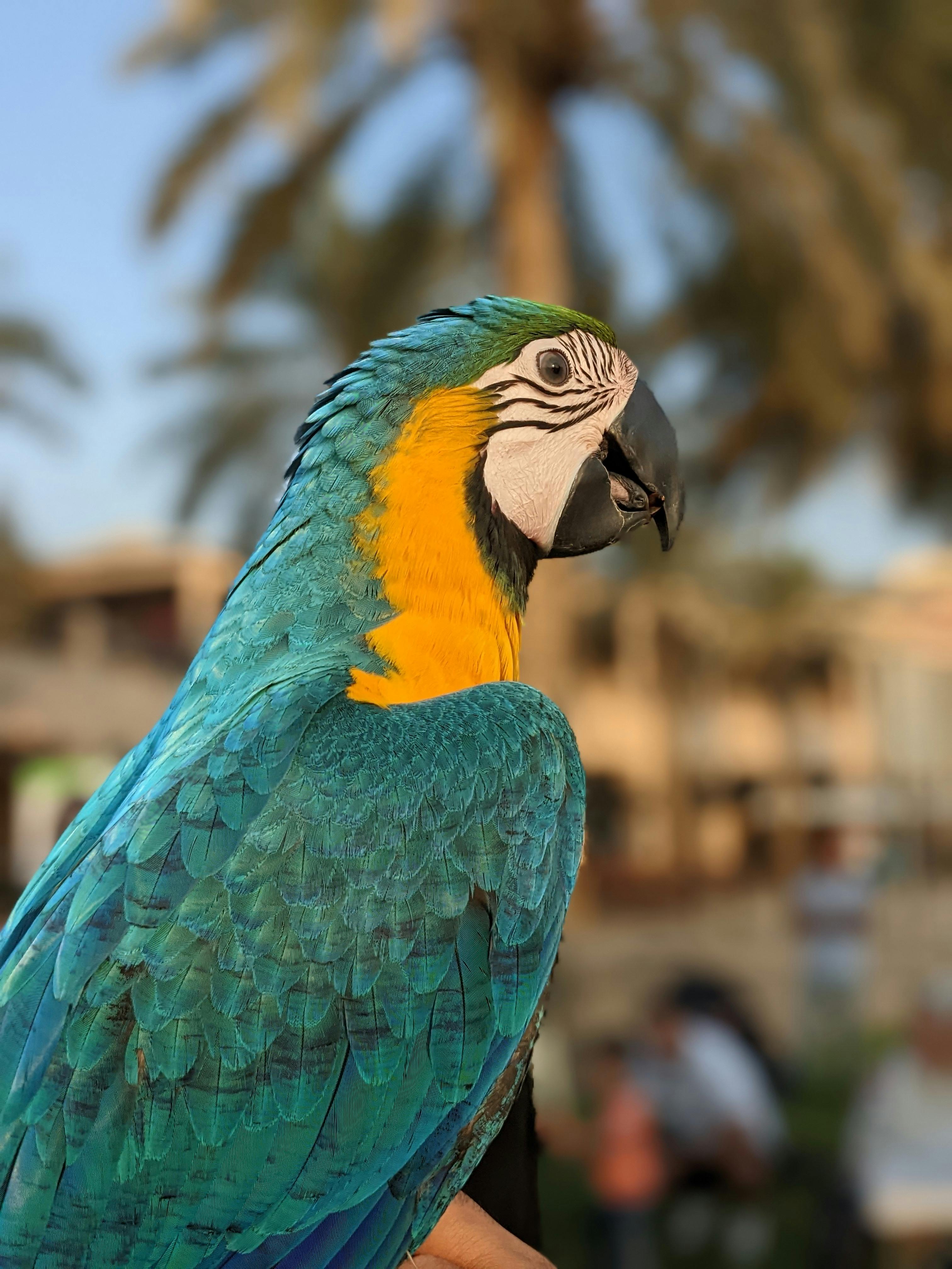 Close-Up Shot of a Macaw · Free Stock Photo