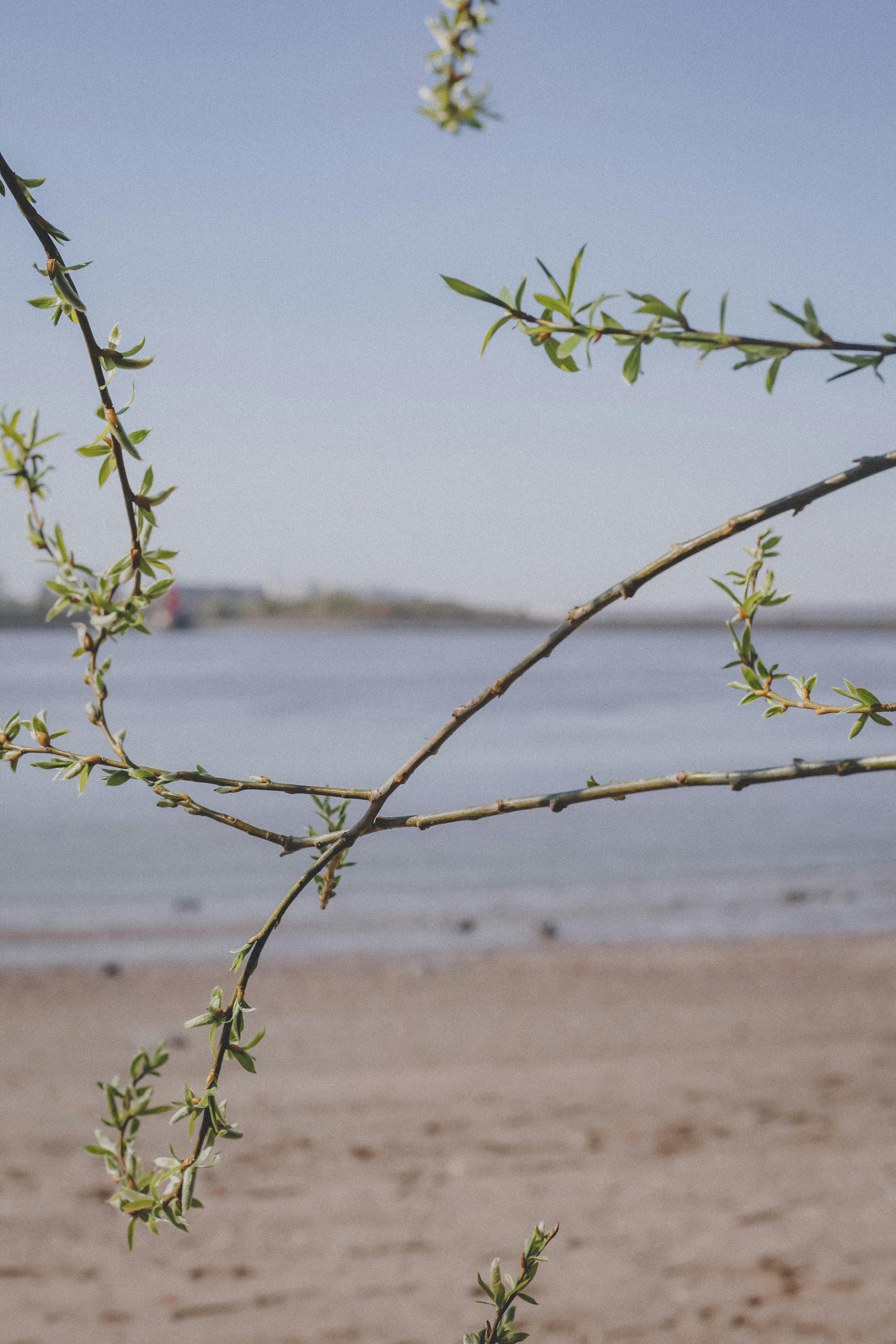 Close-up of Branches with Green Leaves in the Beach · Free Stock Photo