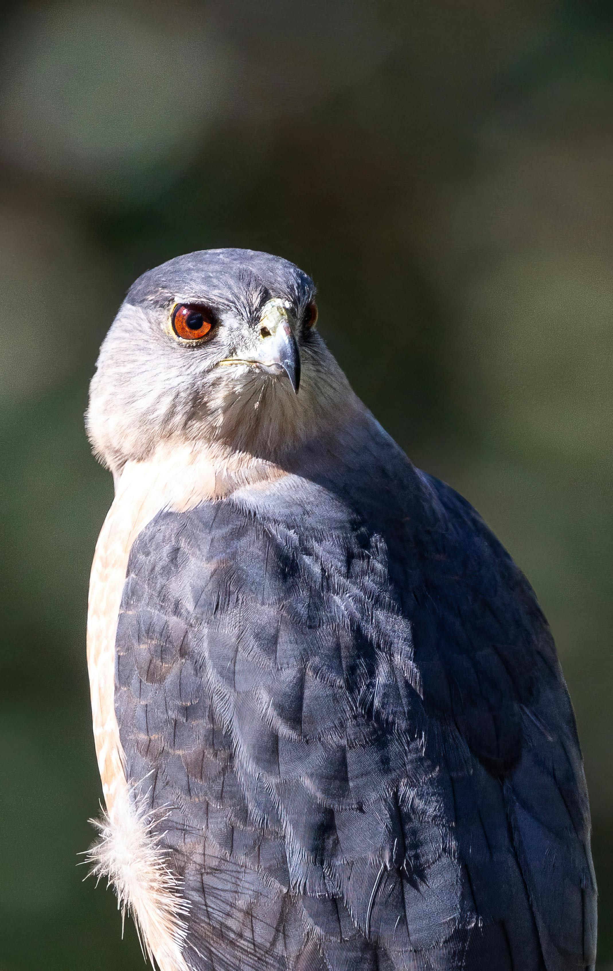 A Close-Up Shot of a Cooper's Hawk · Free Stock Photo