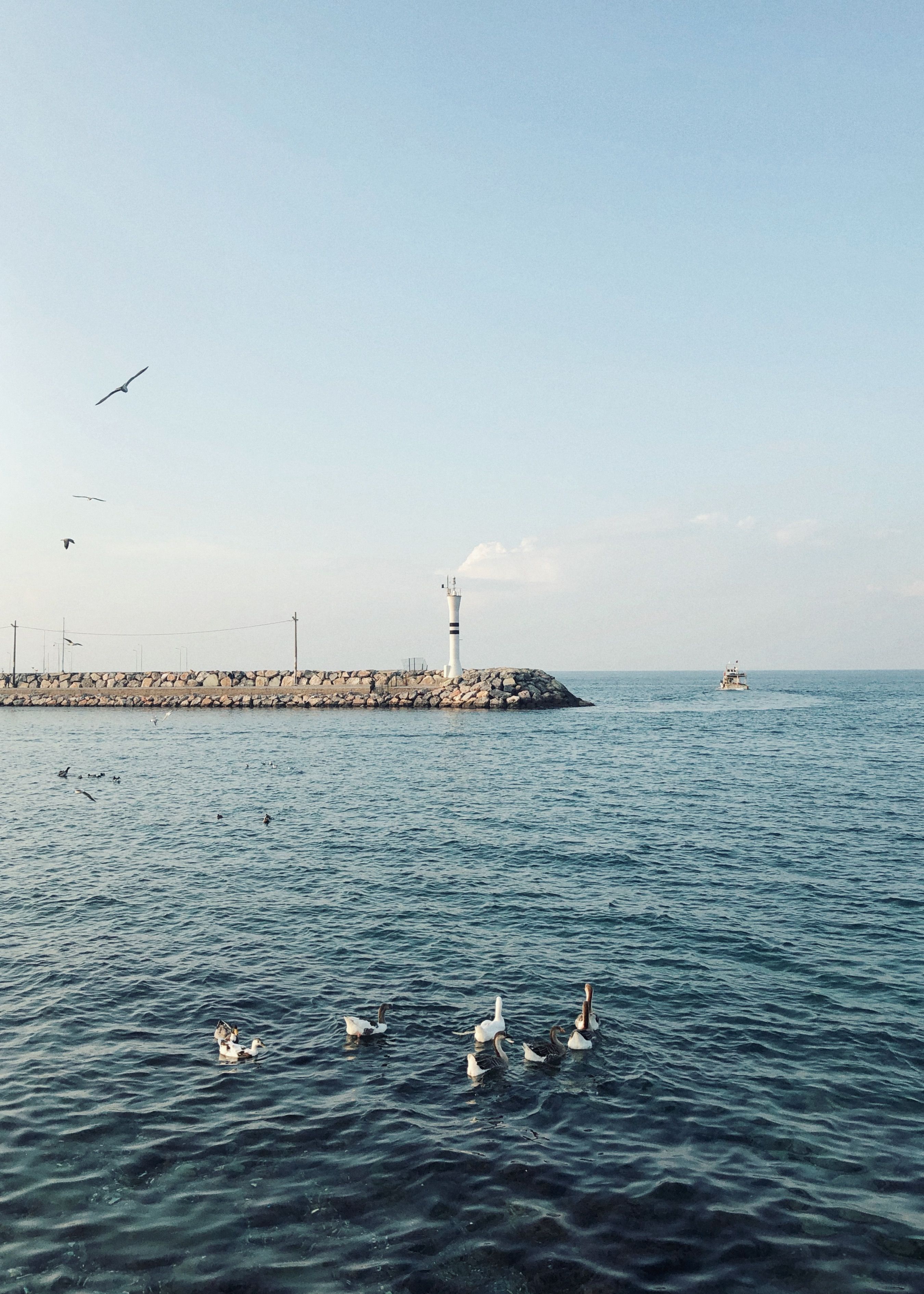 Ducks Sailing on Sea · Free Stock Photo