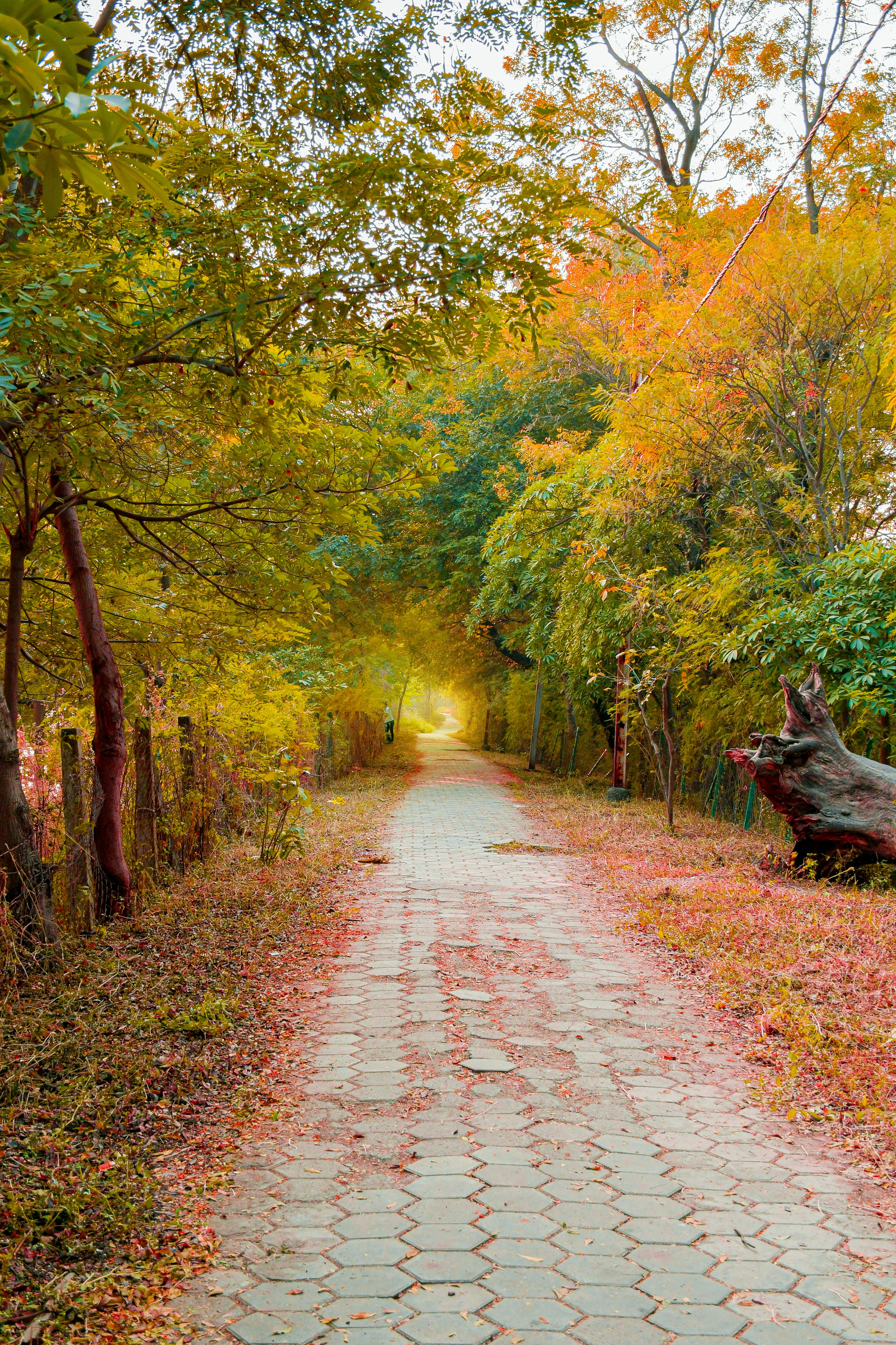 Pathway between Trees · Free Stock Photo