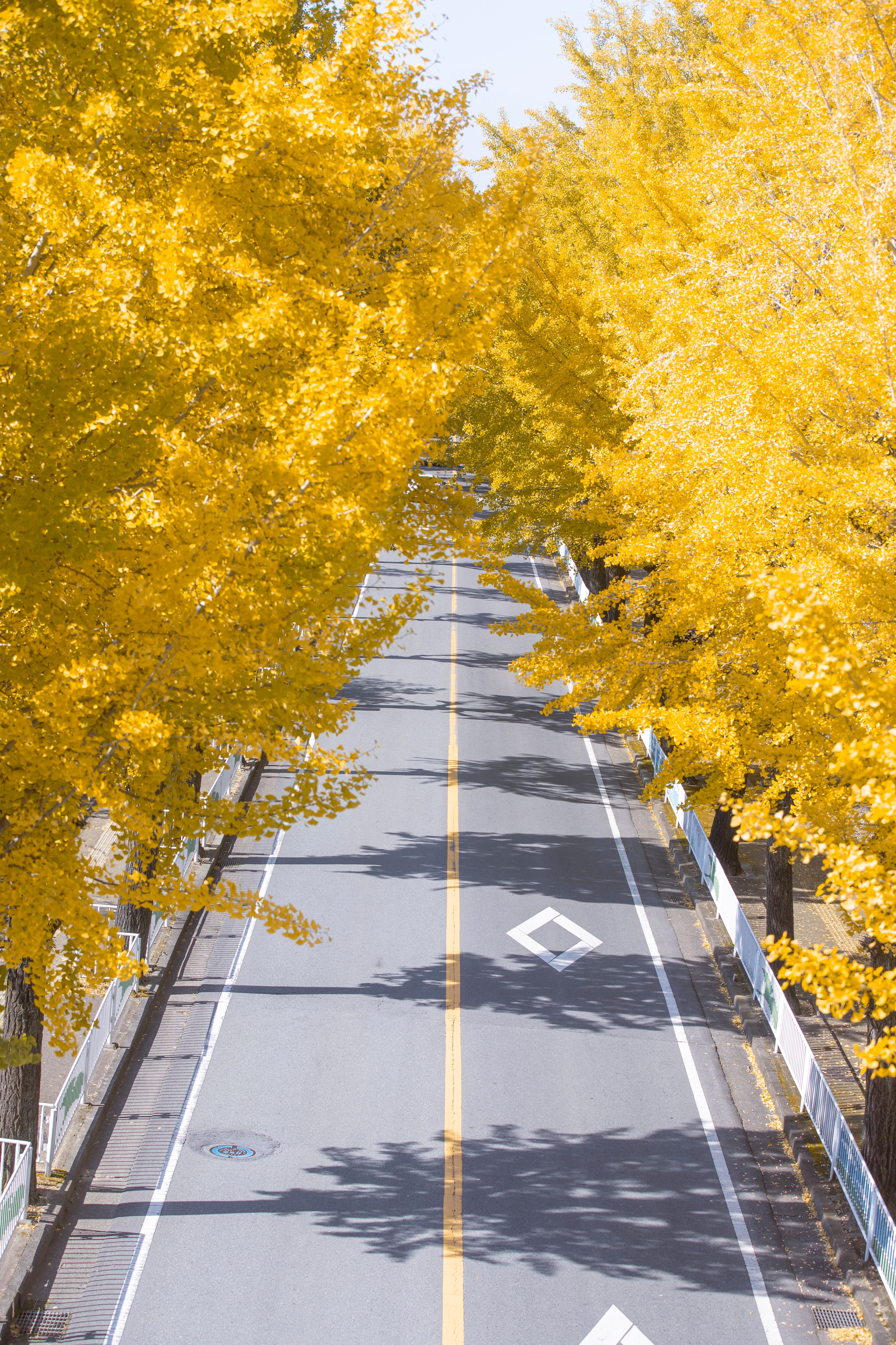 Yellow Trees on Gray Asphalt Road · Free Stock Photo