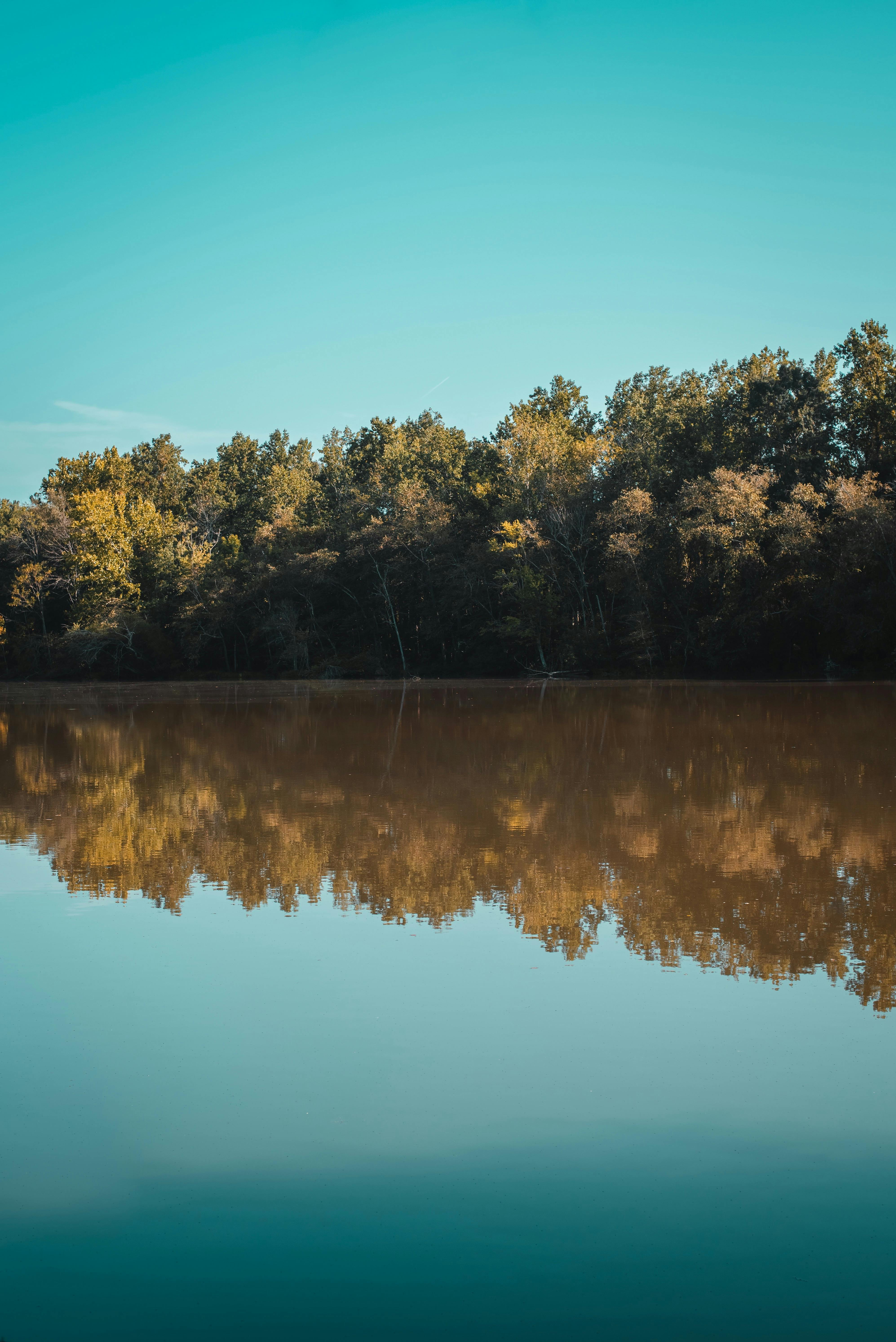 Green Trees Beside Lake Under Blue Sky · Free Stock Photo