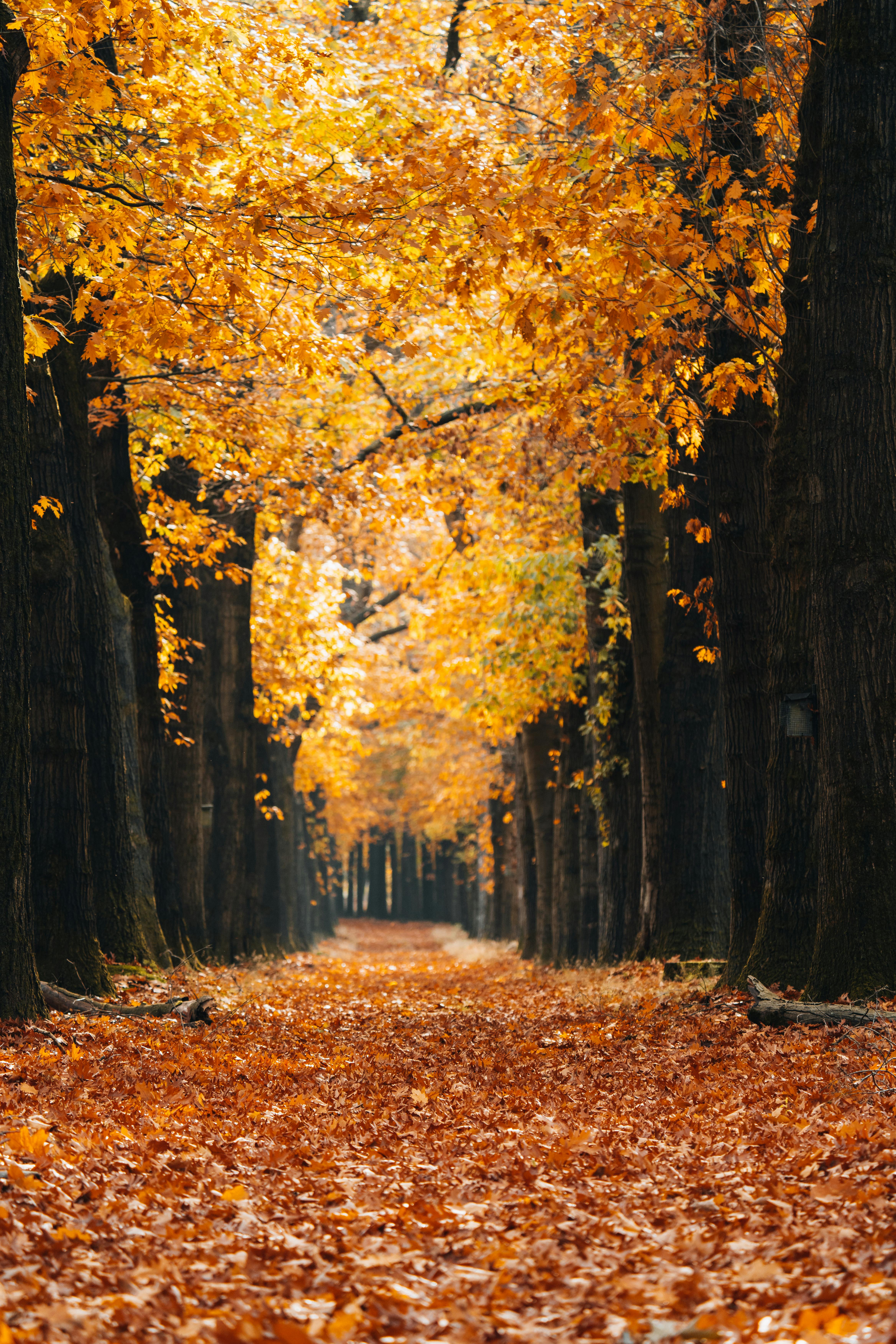 Pathway Between Yellow Trees · Free Stock Photo