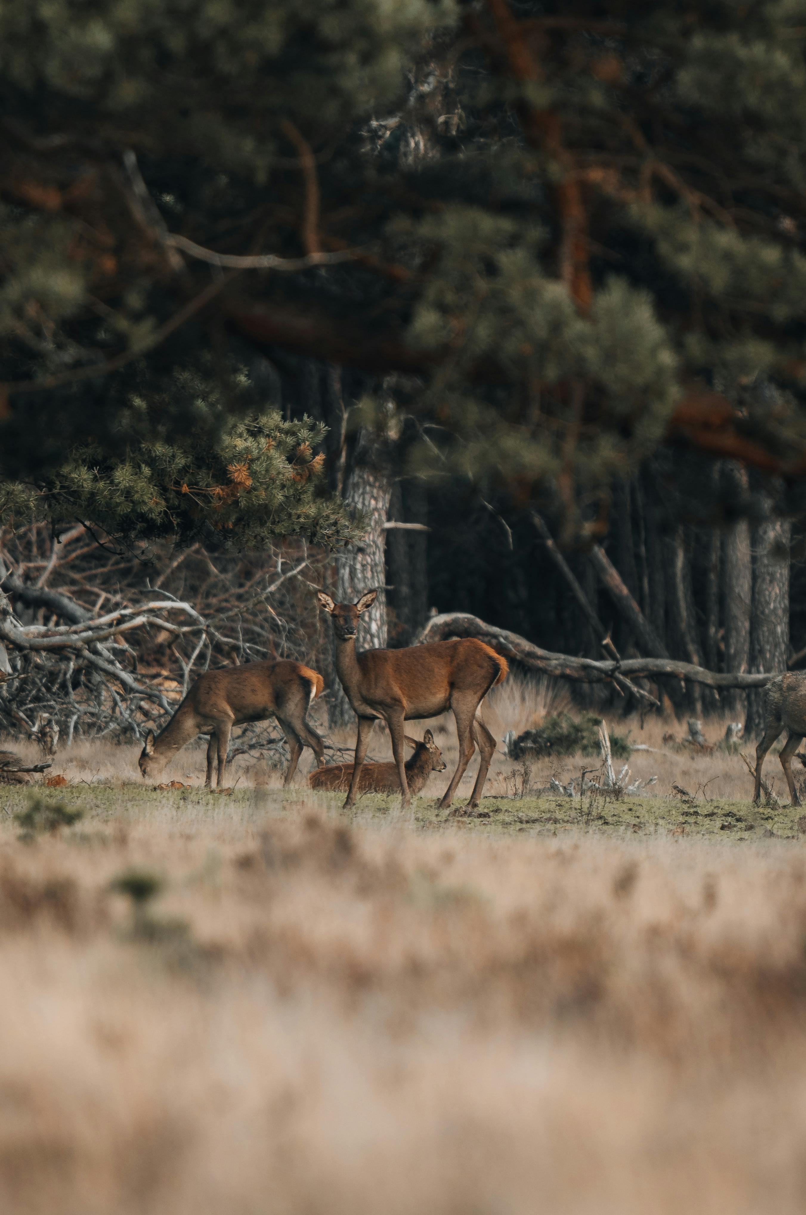 Deer Hopping on Grassland · Free Stock Photo
