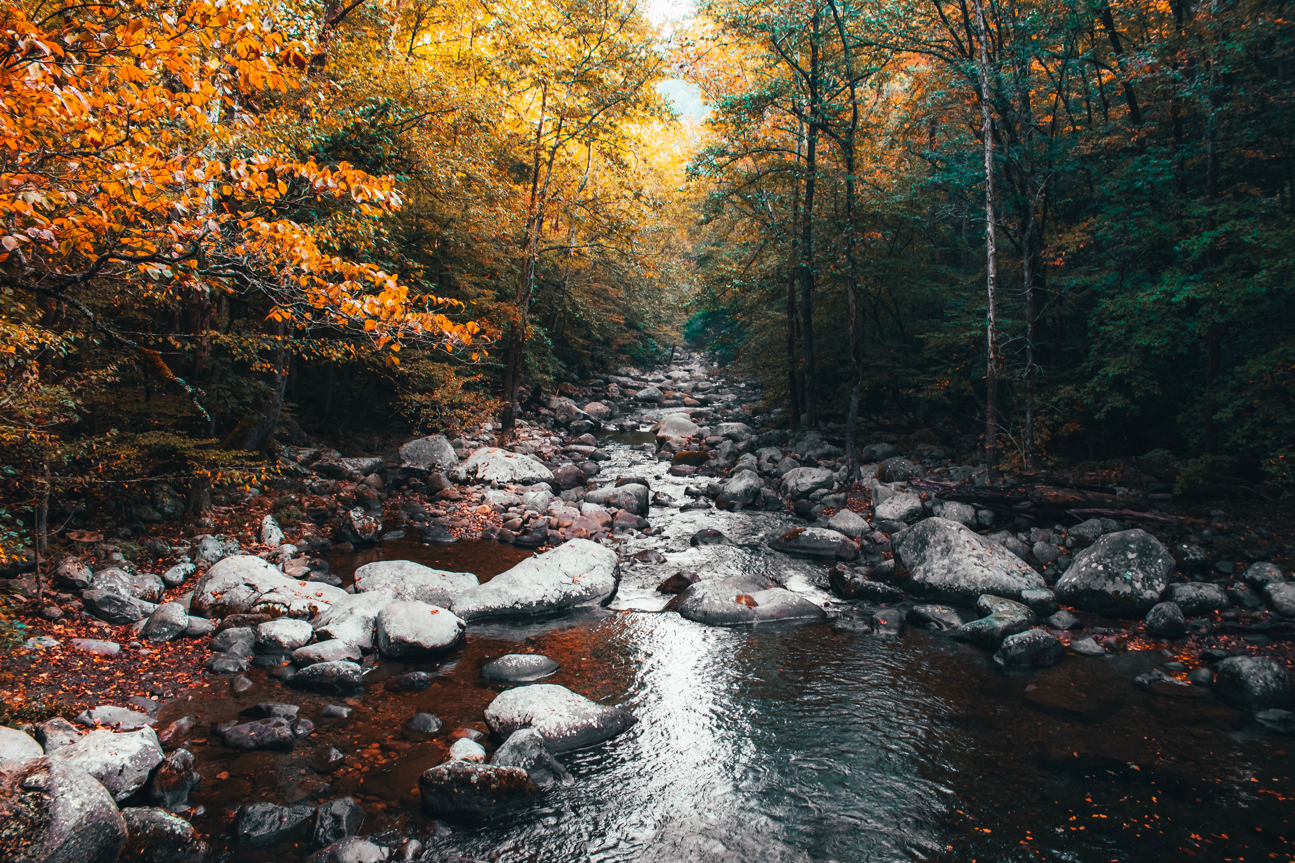 Rocky River in Between Trees · Free Stock Photo