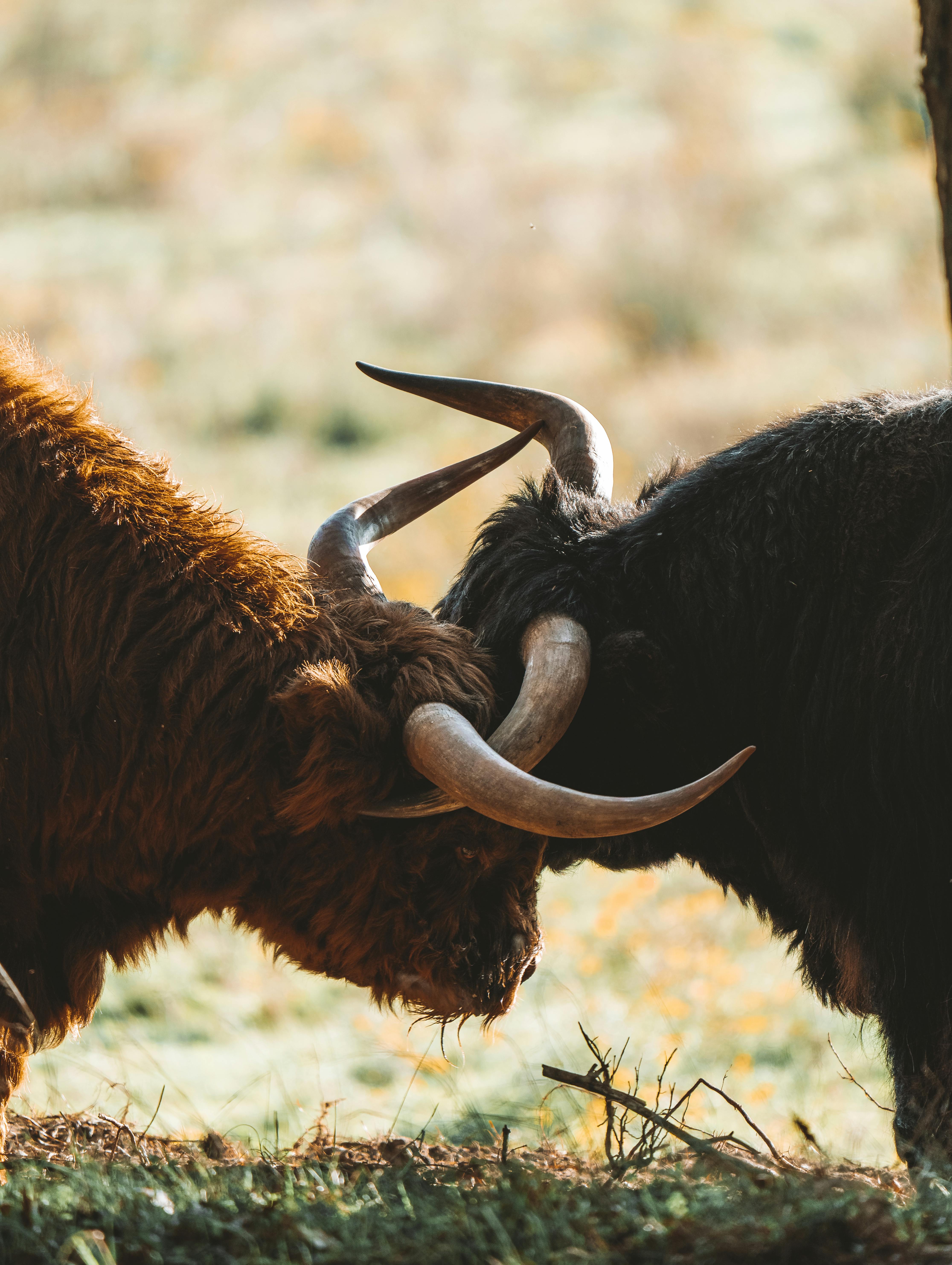 Oxen Bulls Fighting · Free Stock Photo