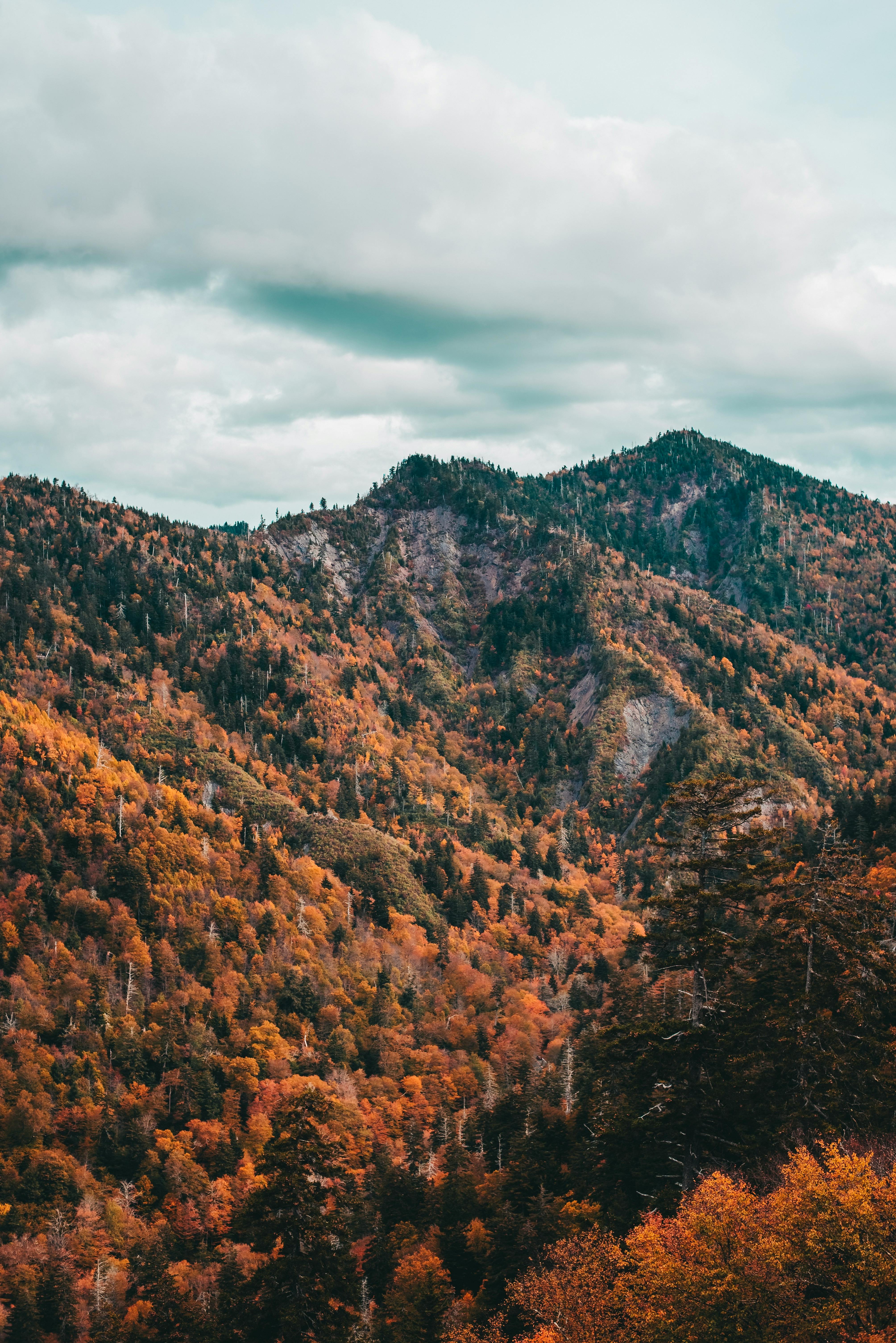 Aerial View of Mountains Covered in Autumnal Trees · Free Stock Photo