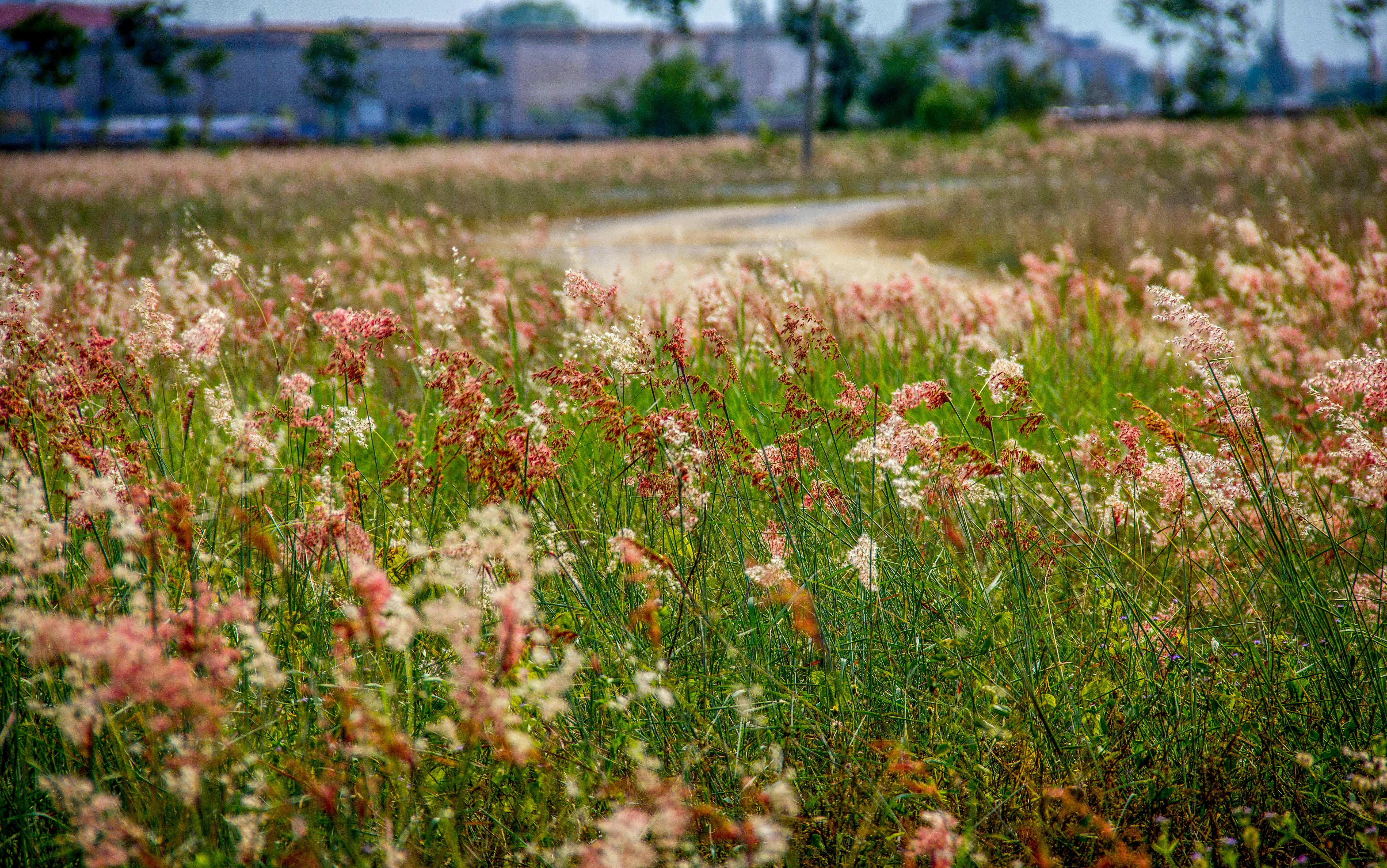 White and Pink Flower Field · Free Stock Photo