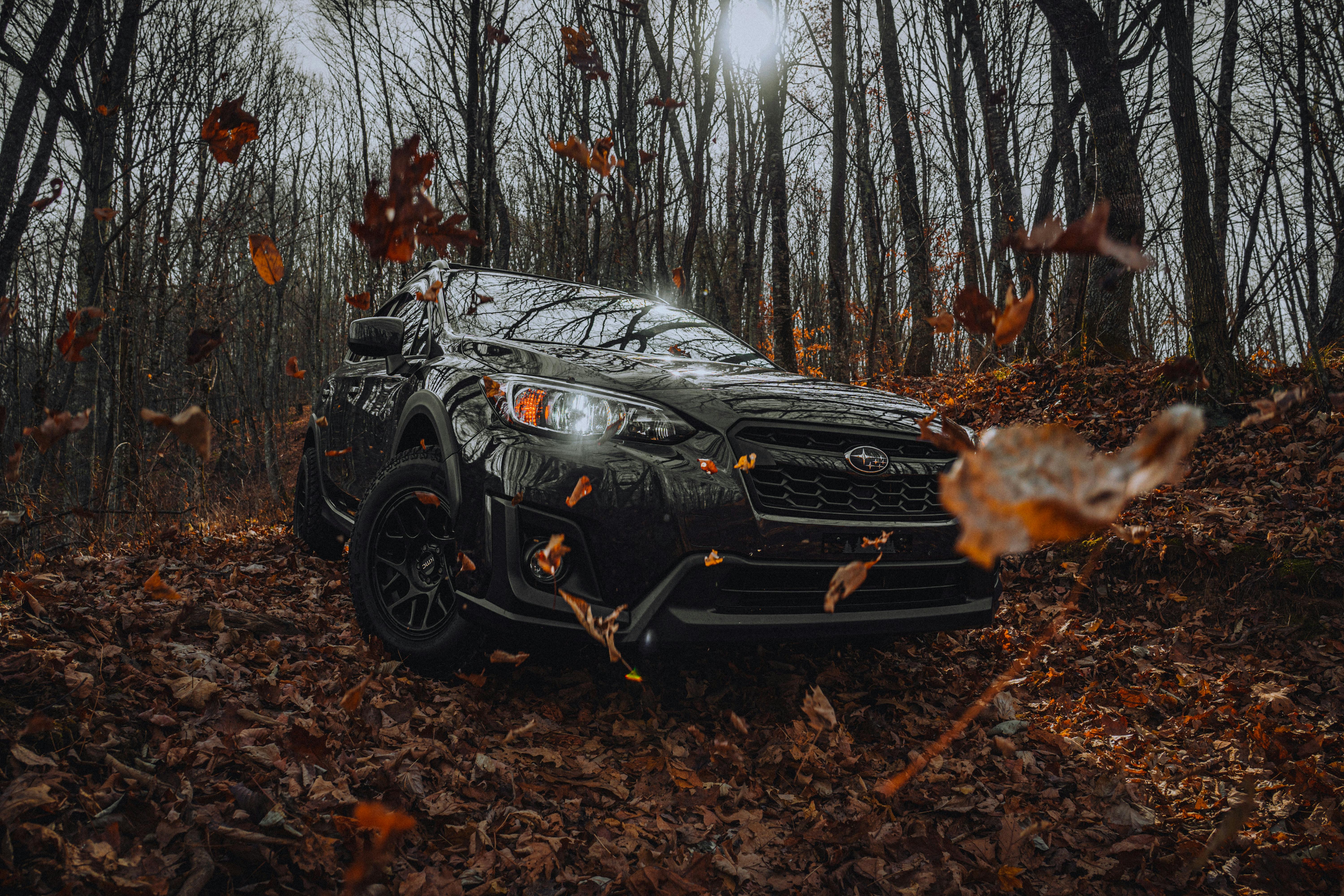 Black Car in the Forest · Free Stock Photo