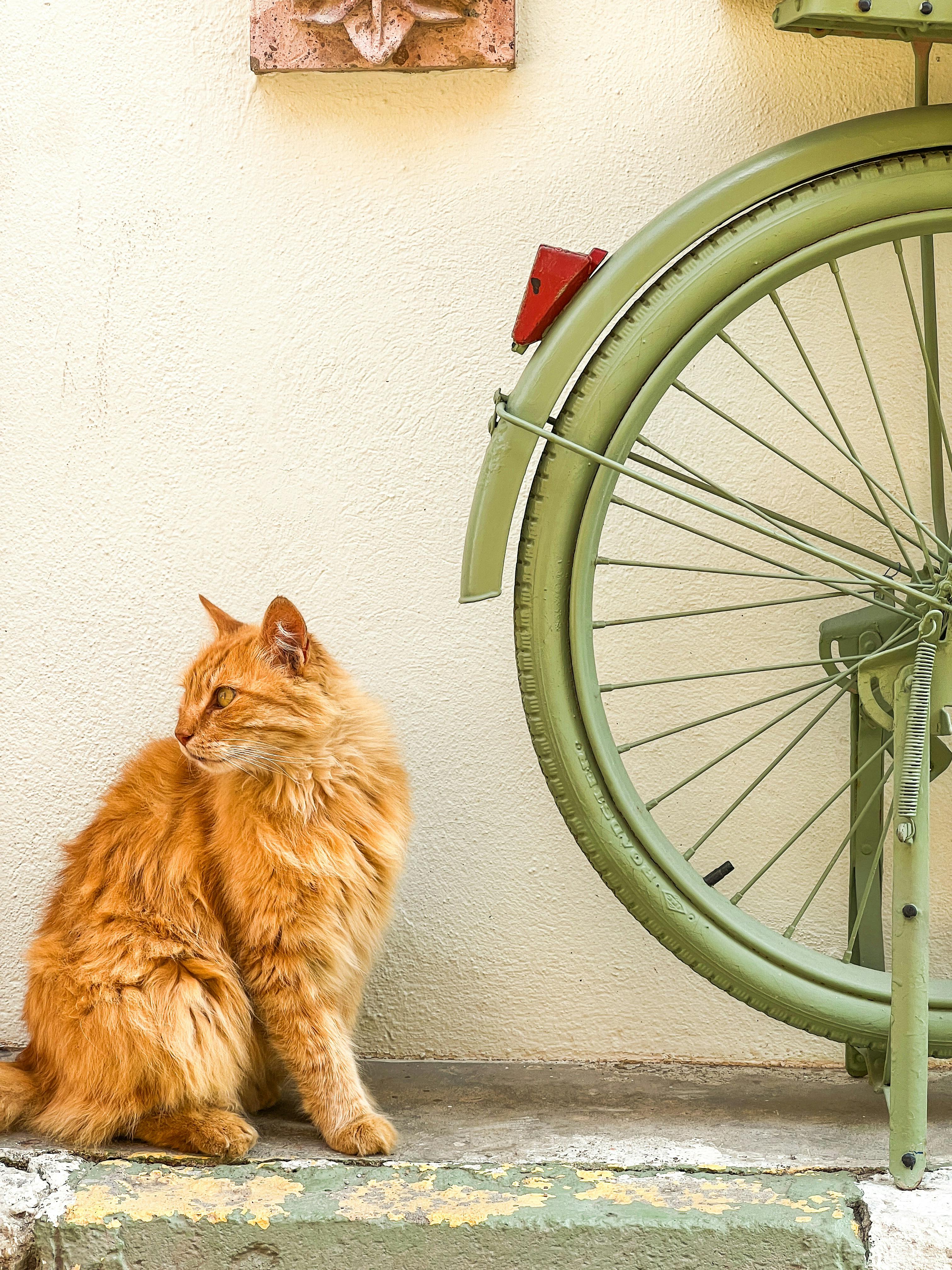 Ginger Cat next to a Bicycle · Free Stock Photo