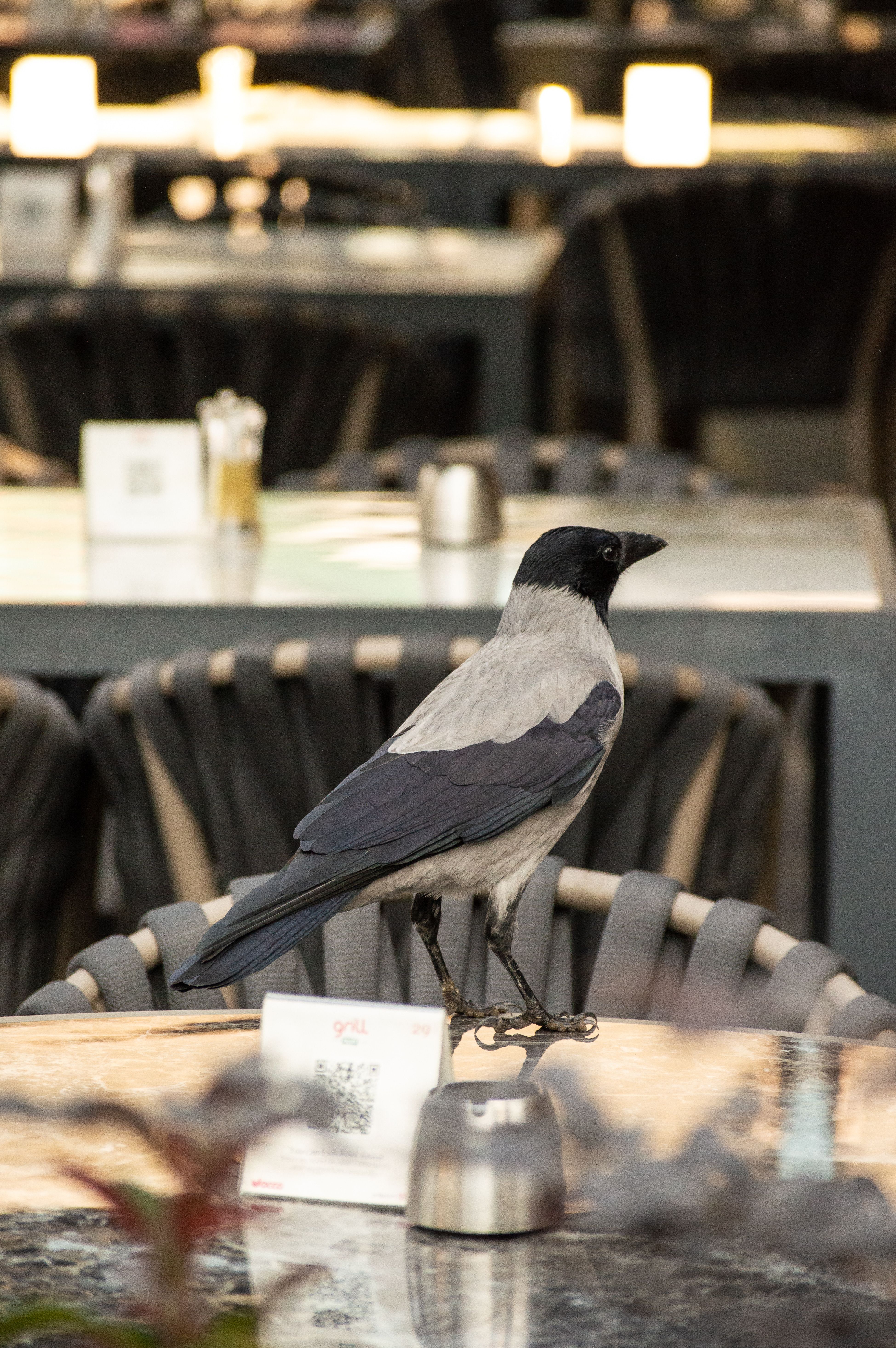 Close-Up Shot of a Hooded Crow · Free Stock Photo