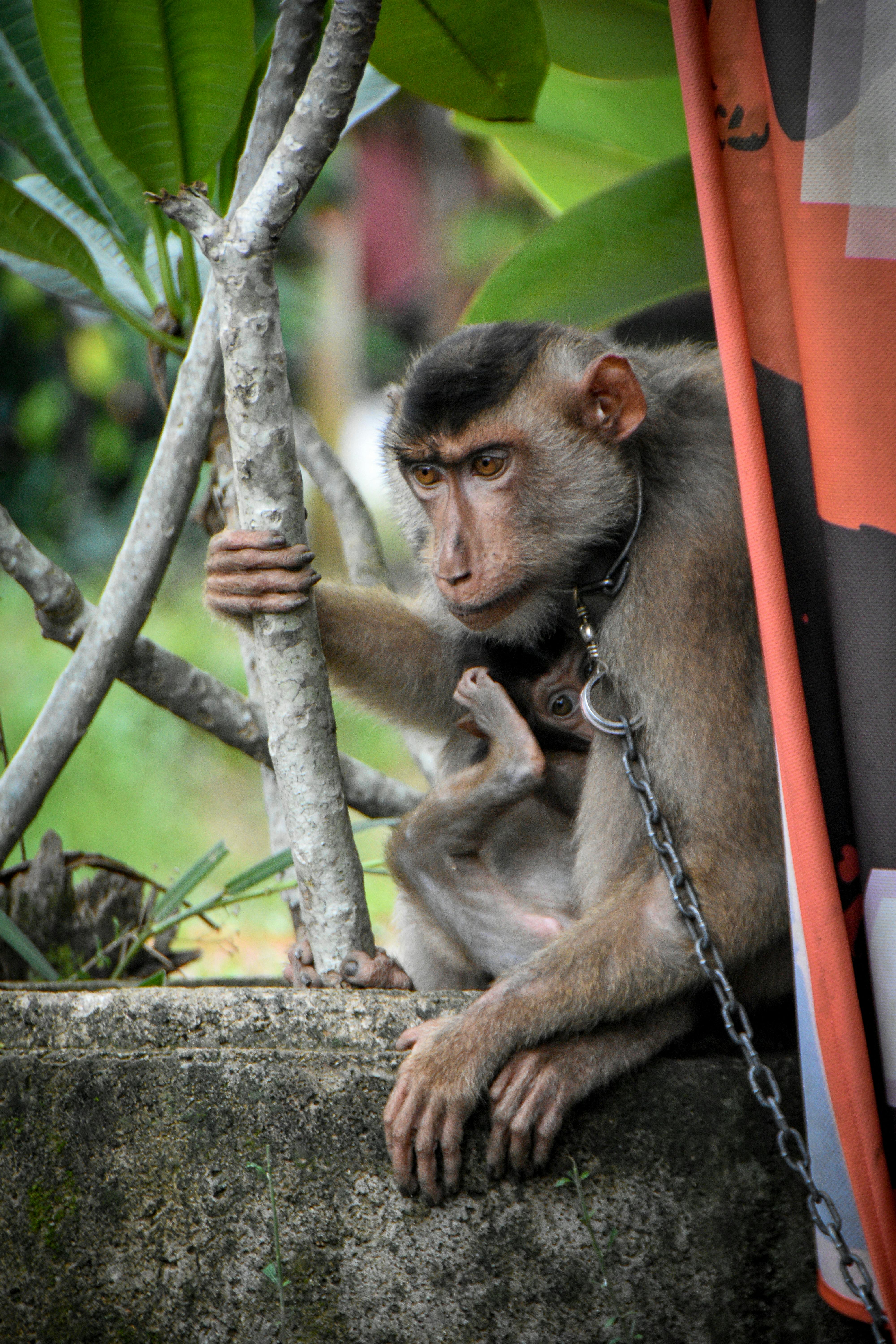 Close-up of a Chained Monkey · Free Stock Photo