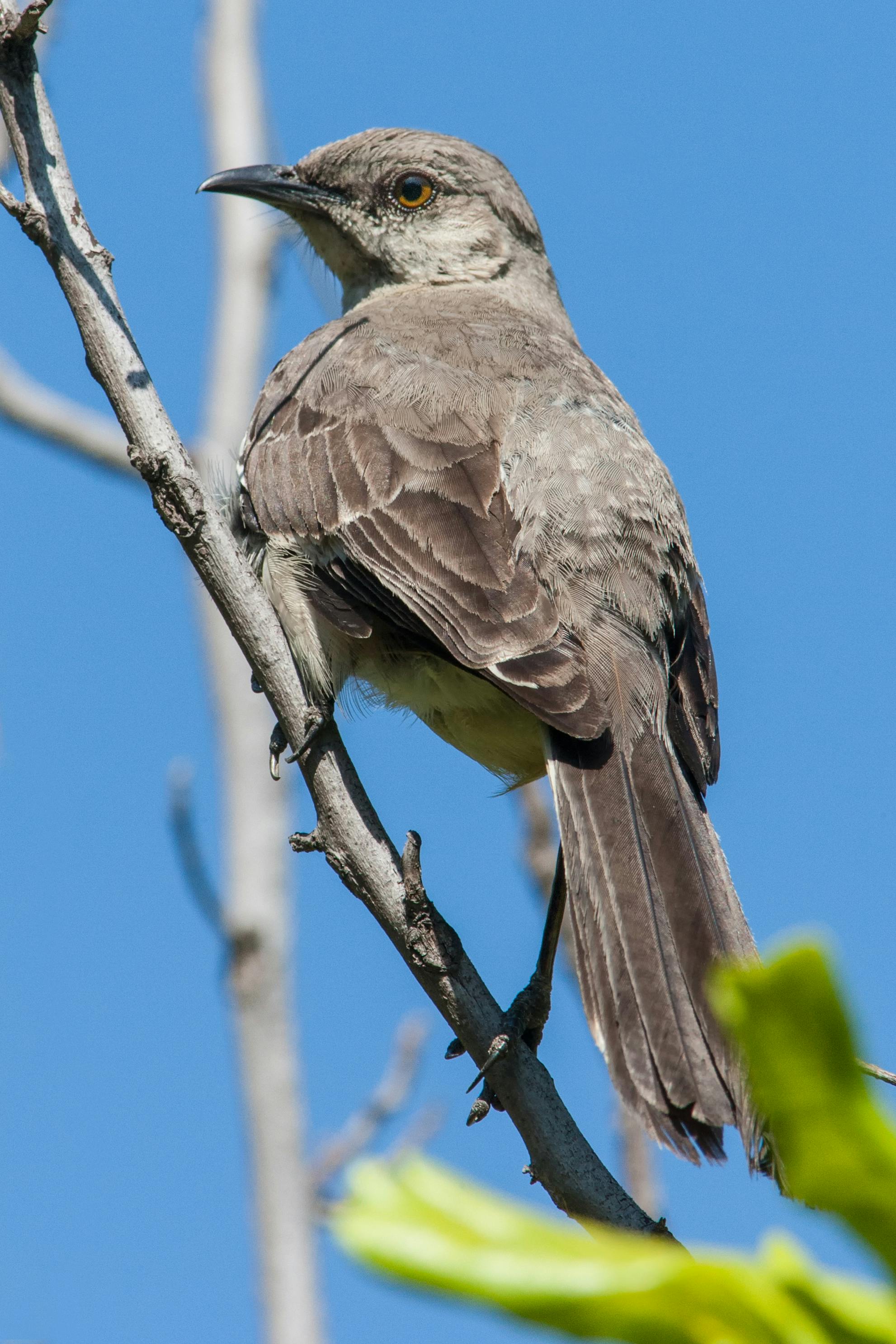 Close up of a Northern Mockingbird · Free Stock Photo