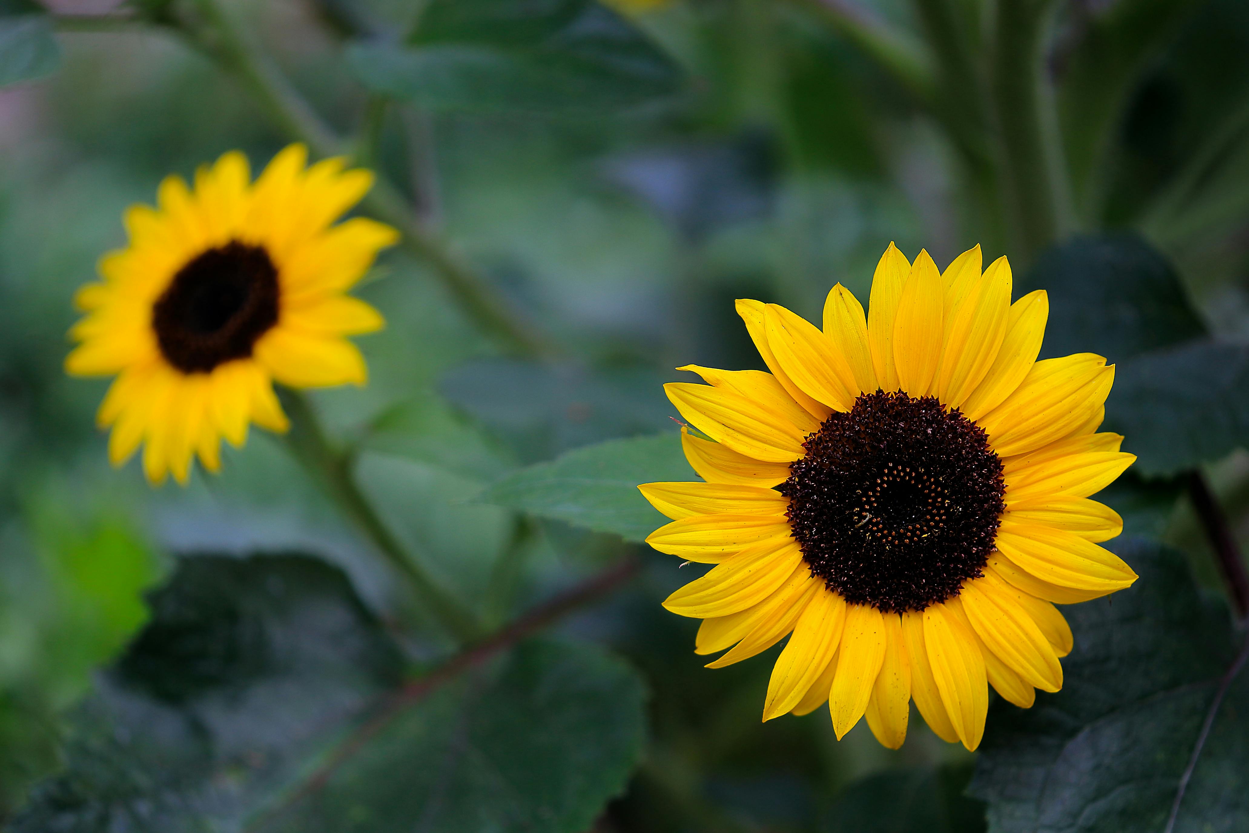 A Sunflower in Bloom · Free Stock Photo